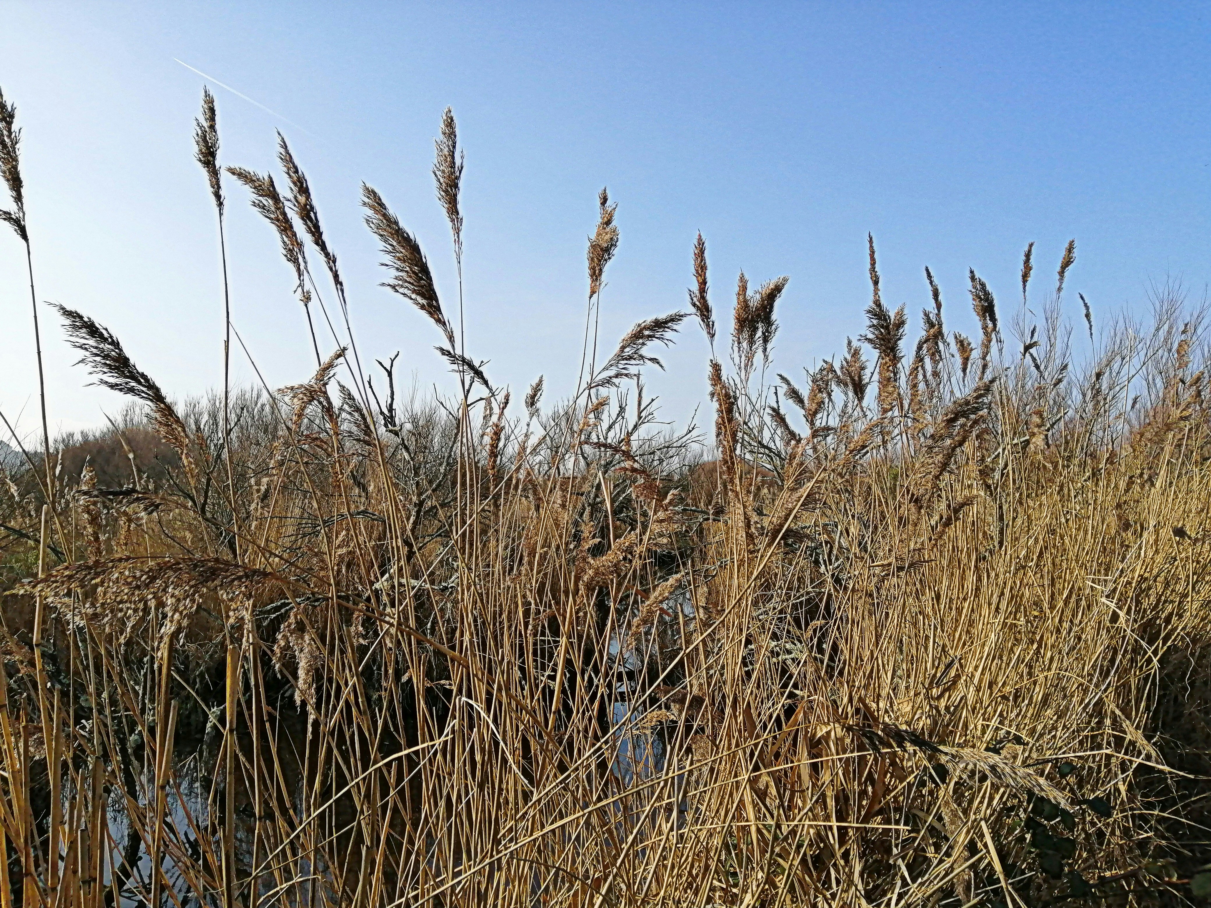 Photo by Jacques Jouy with Huawei P Smart