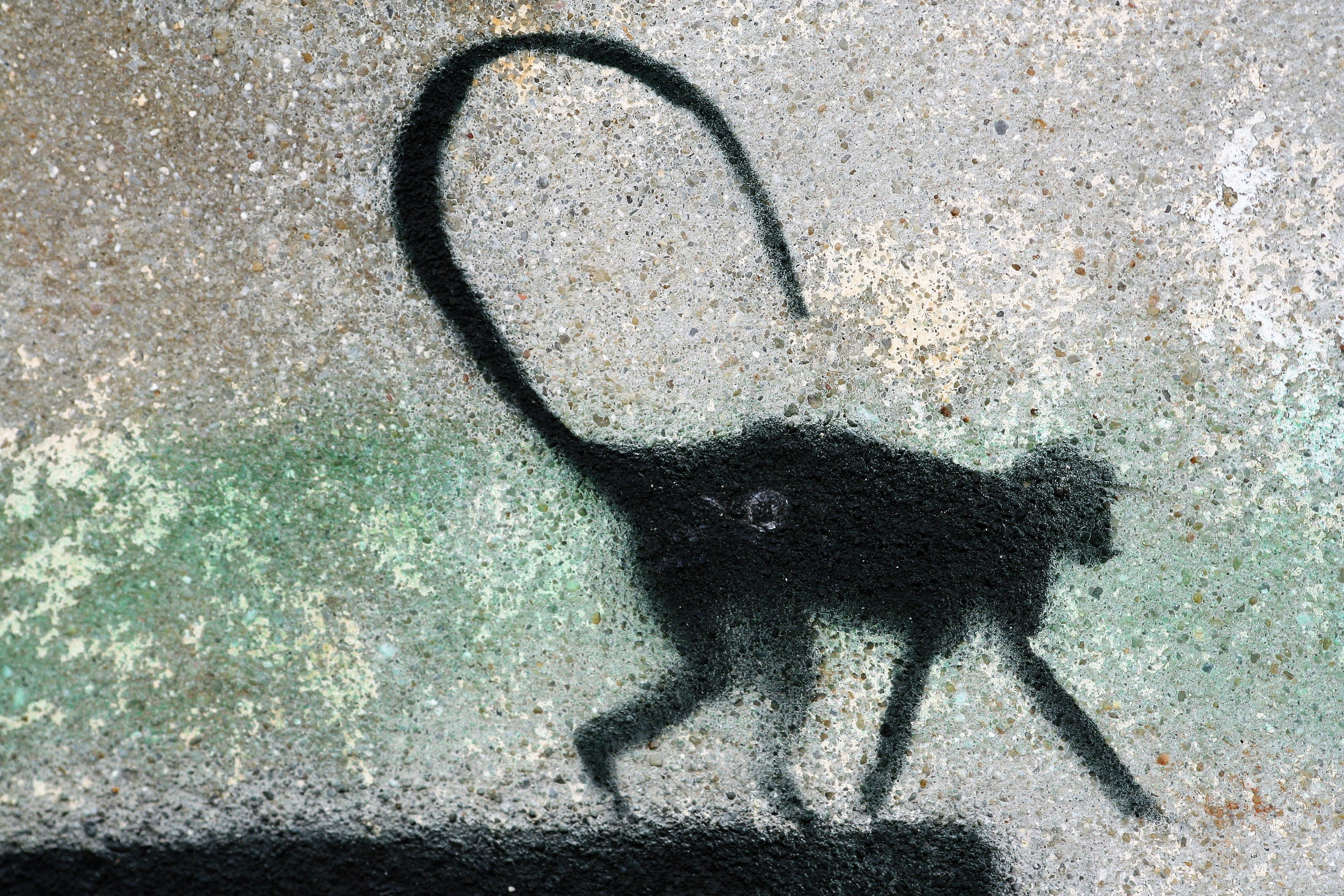 Arched-tail graffiti cat etched into weathered wall