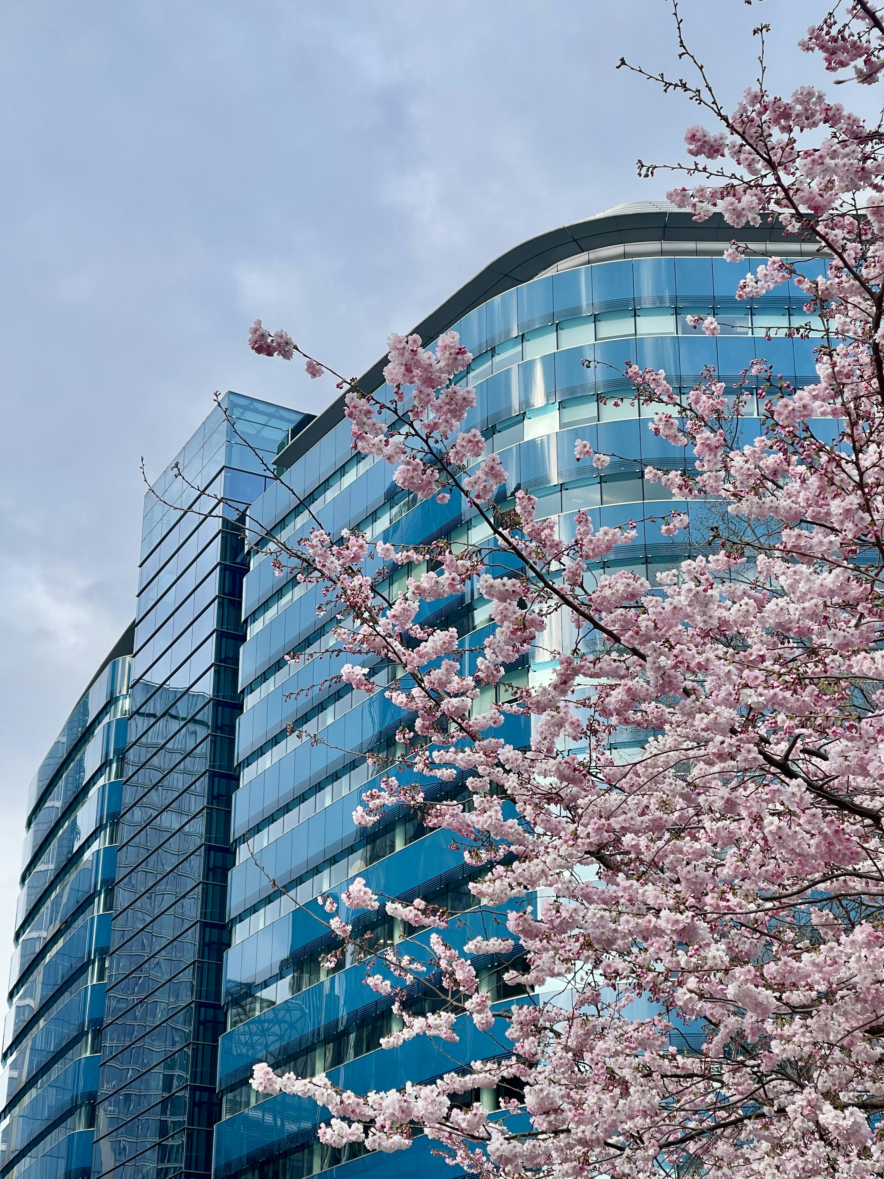 Cherry Blossom Facade: Pink Veil over a Curved Glass Building