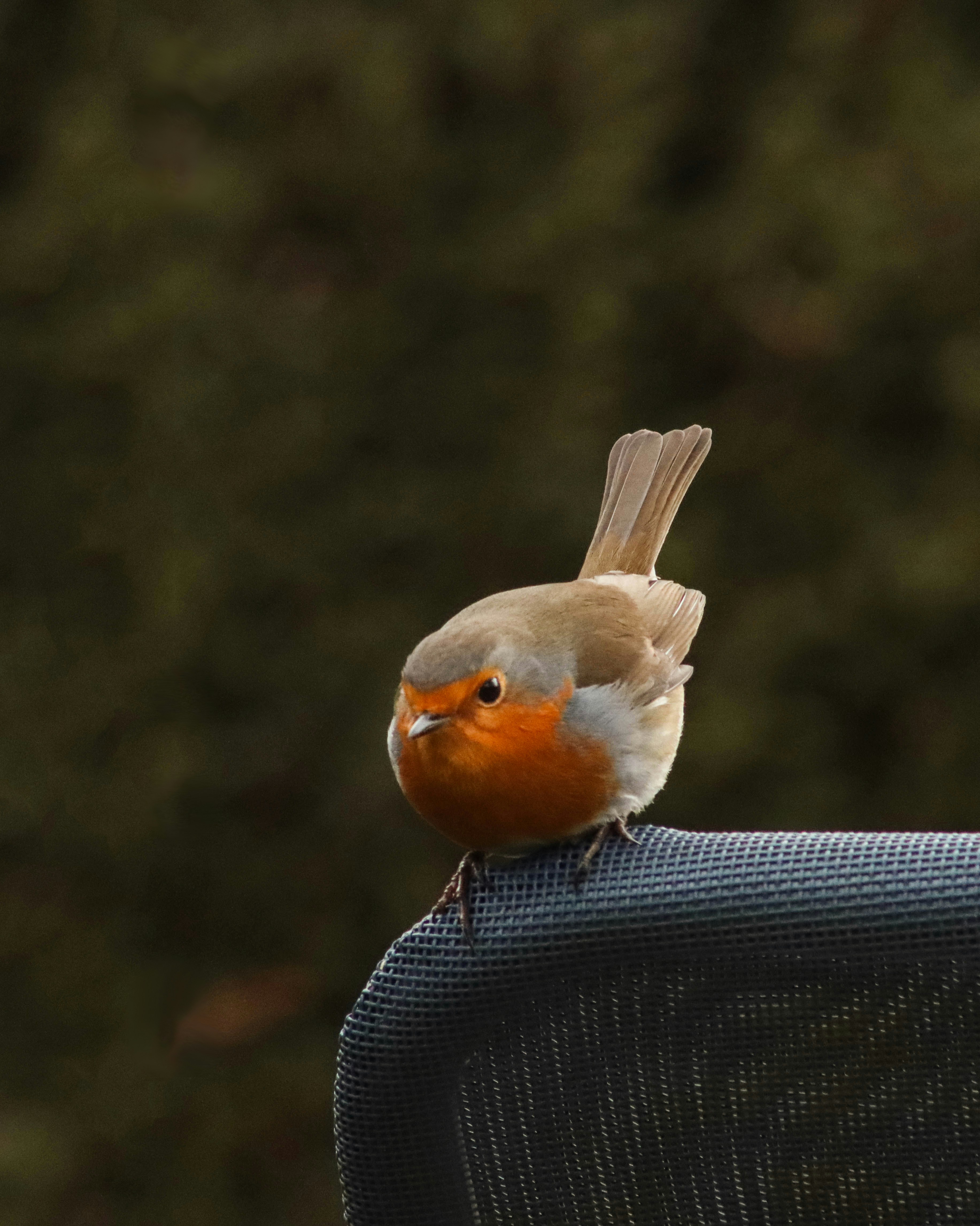 Robin Perched on a Mesh Edge: Vivid Orange Chest in a Quiet Backdrop
