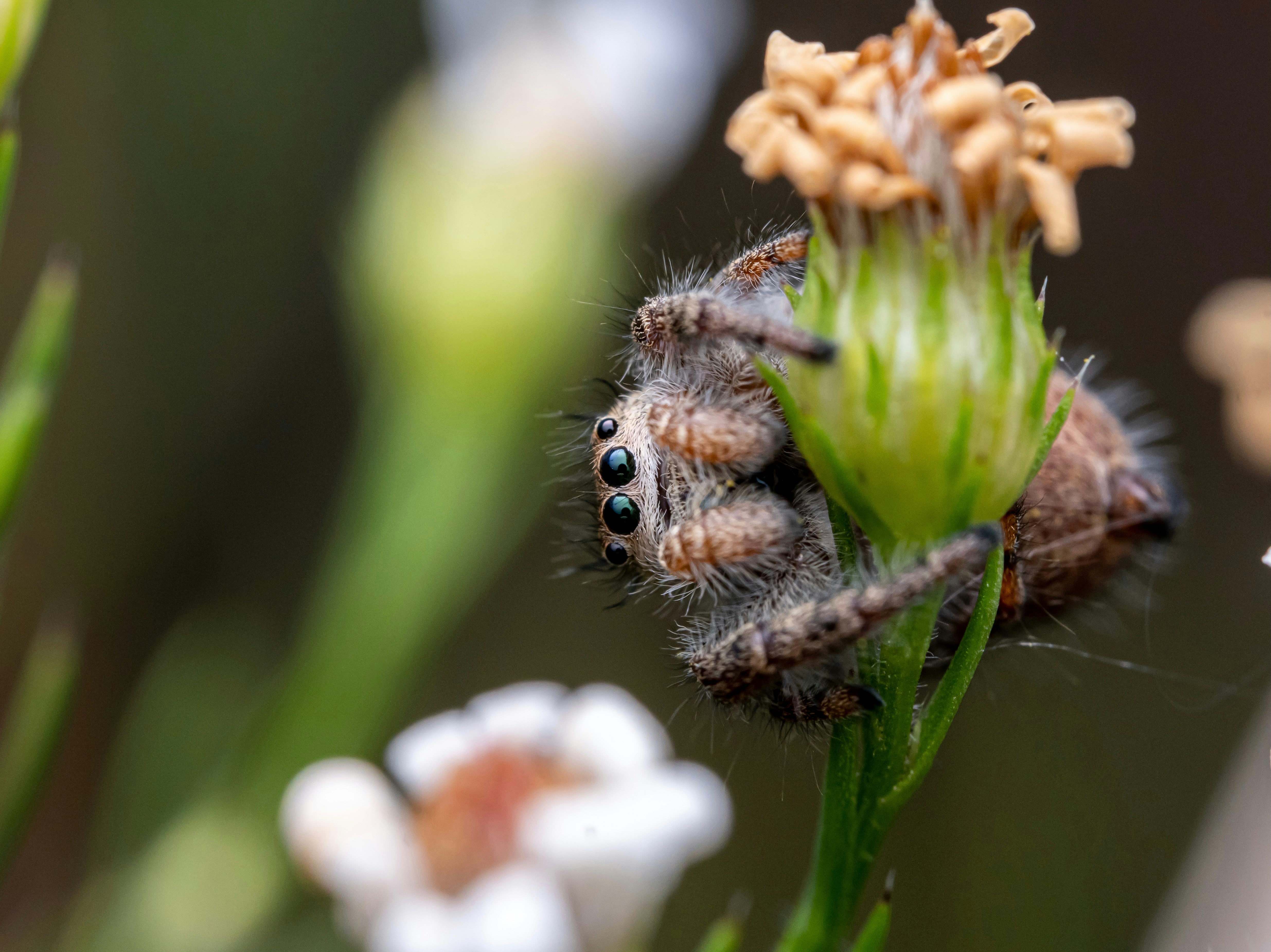 Focused on the Arachnid: A hairy orb-weaver anchors a tiny moment on a faded bloom