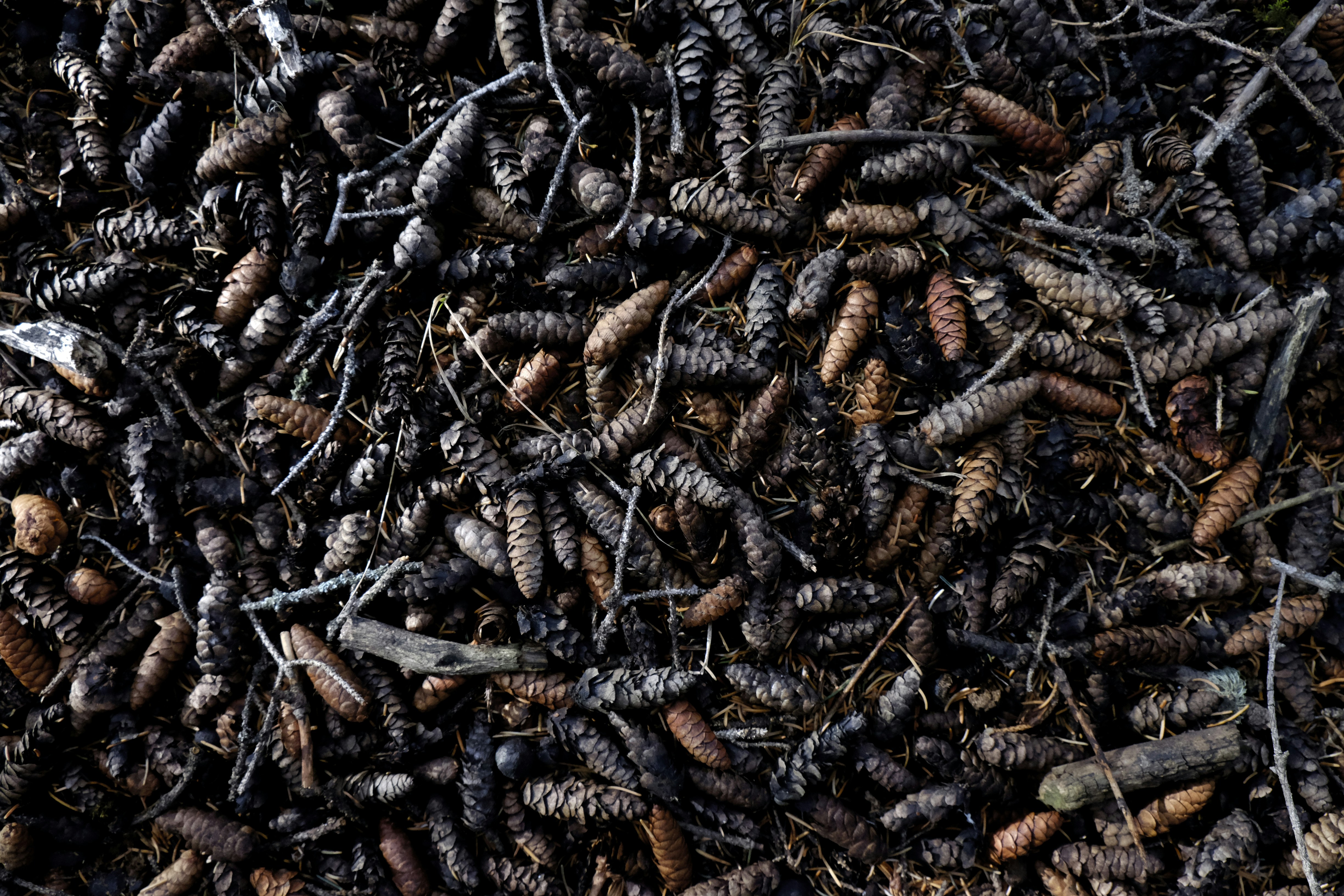 Midnight Scales: A Macro Tapestry of Pinecone Debris