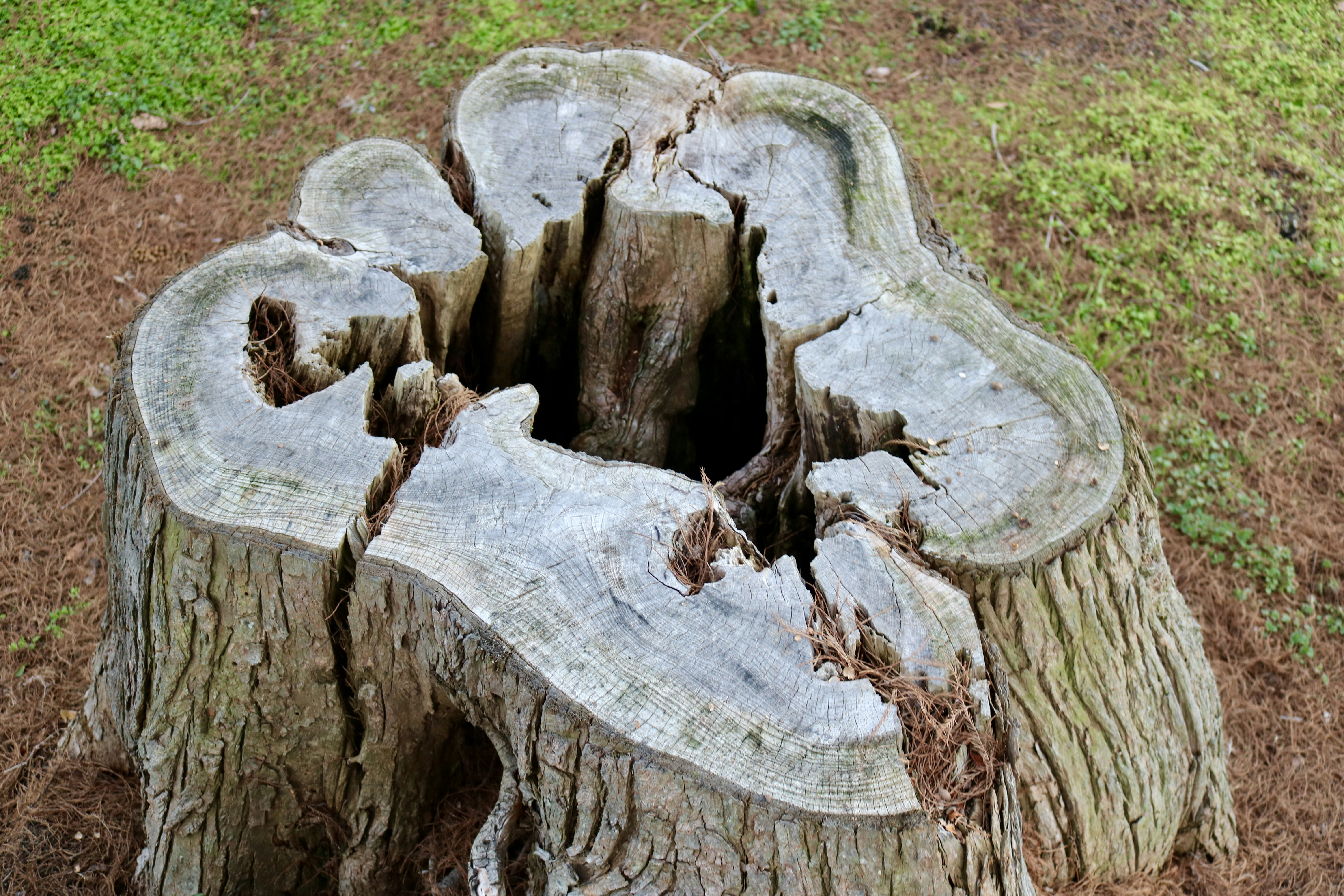 Hollow Crown: The Silent Ring of a Weathered Stump