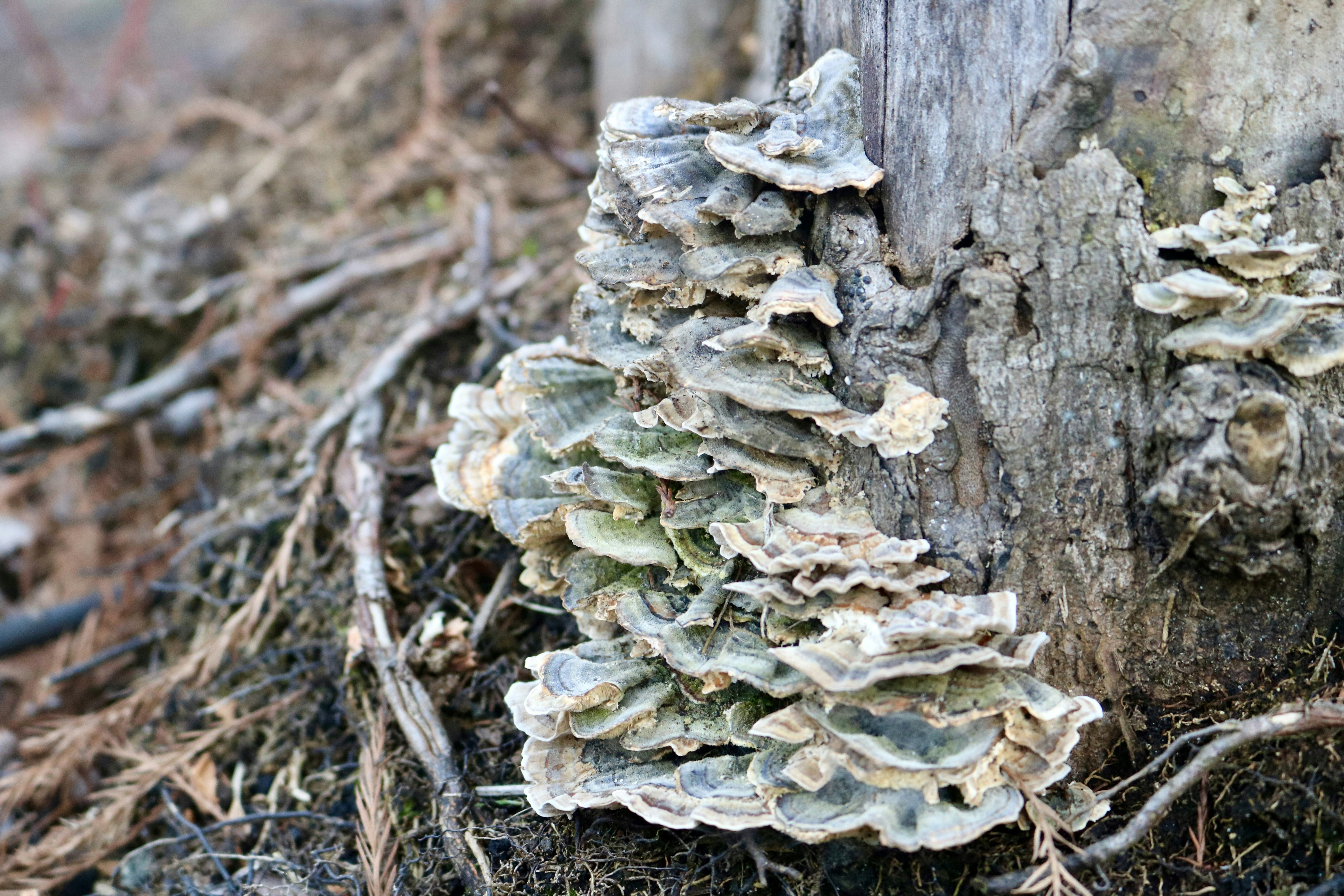 Bracket Bloom: Shelf Fungi Clinging to a Weathered Trunk