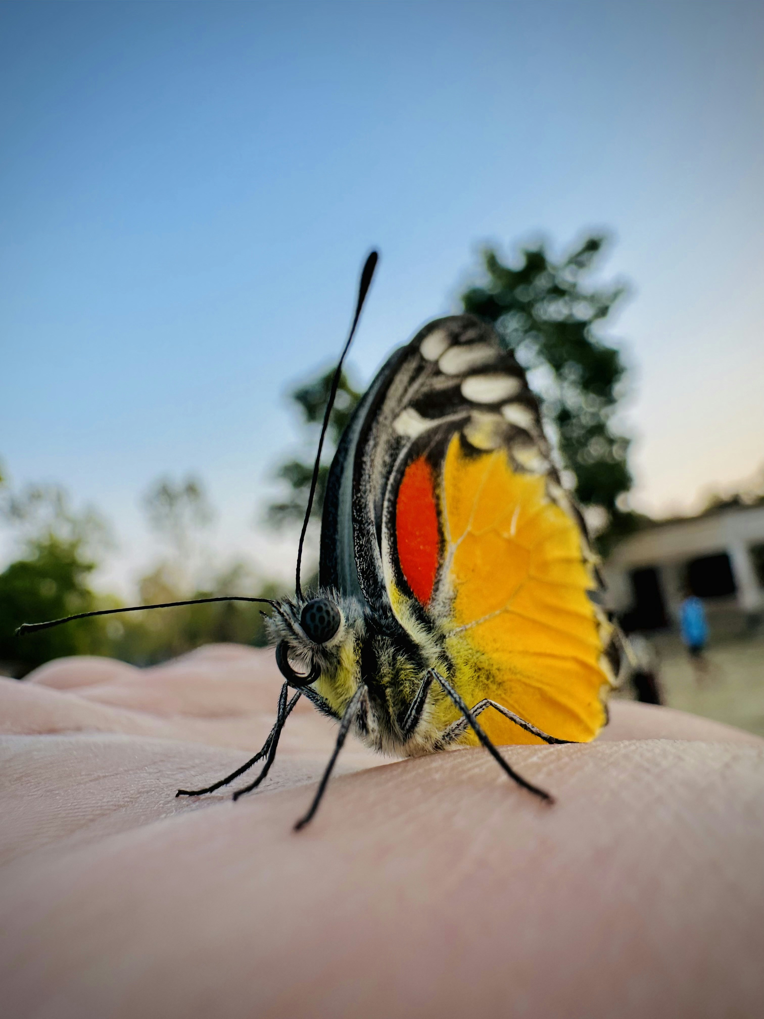 Sunlit Macro Moment: a butterfly pausing on sun-warmed skin
