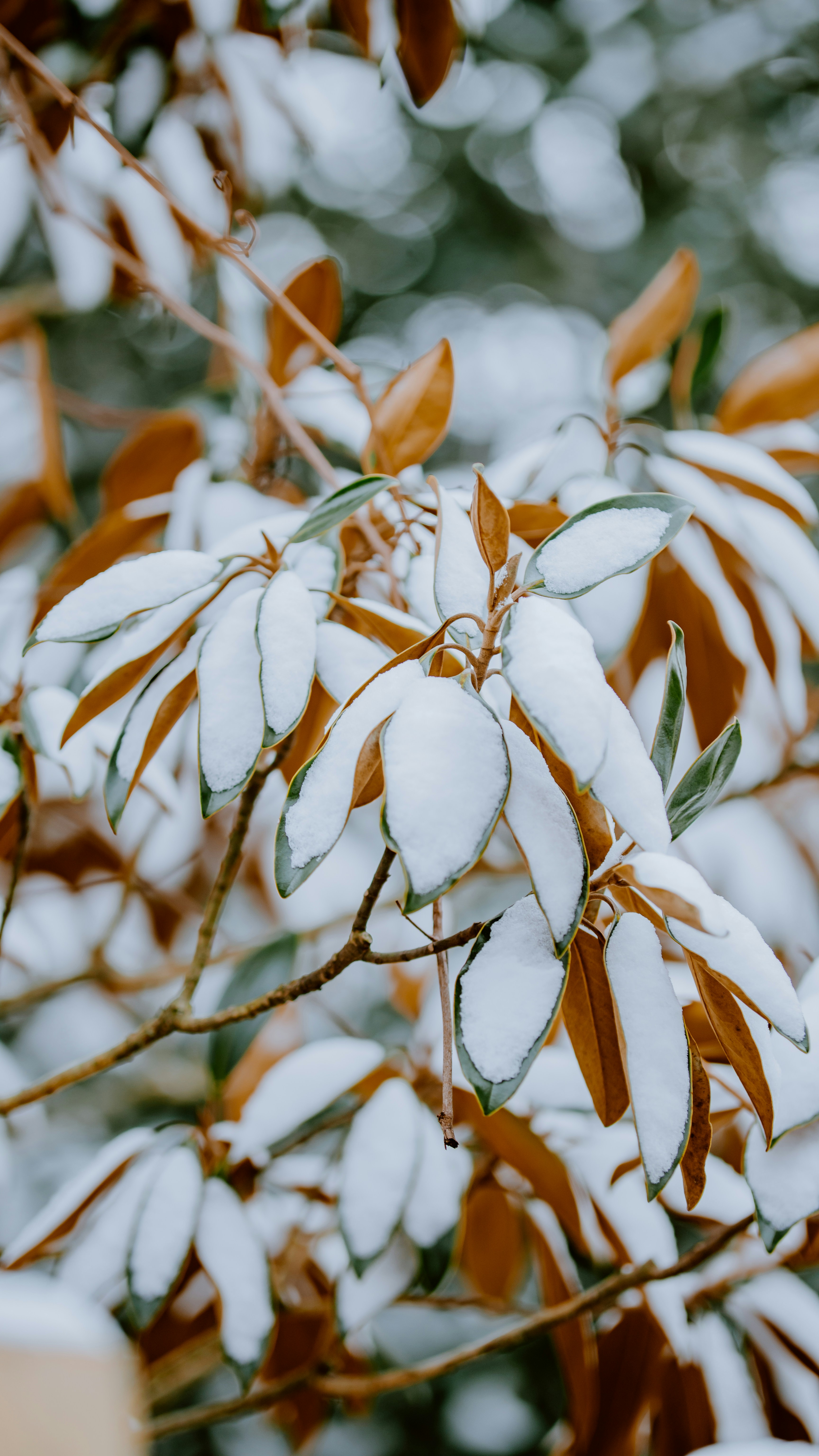 Powdery Pictures | Download Free Images on Unsplash