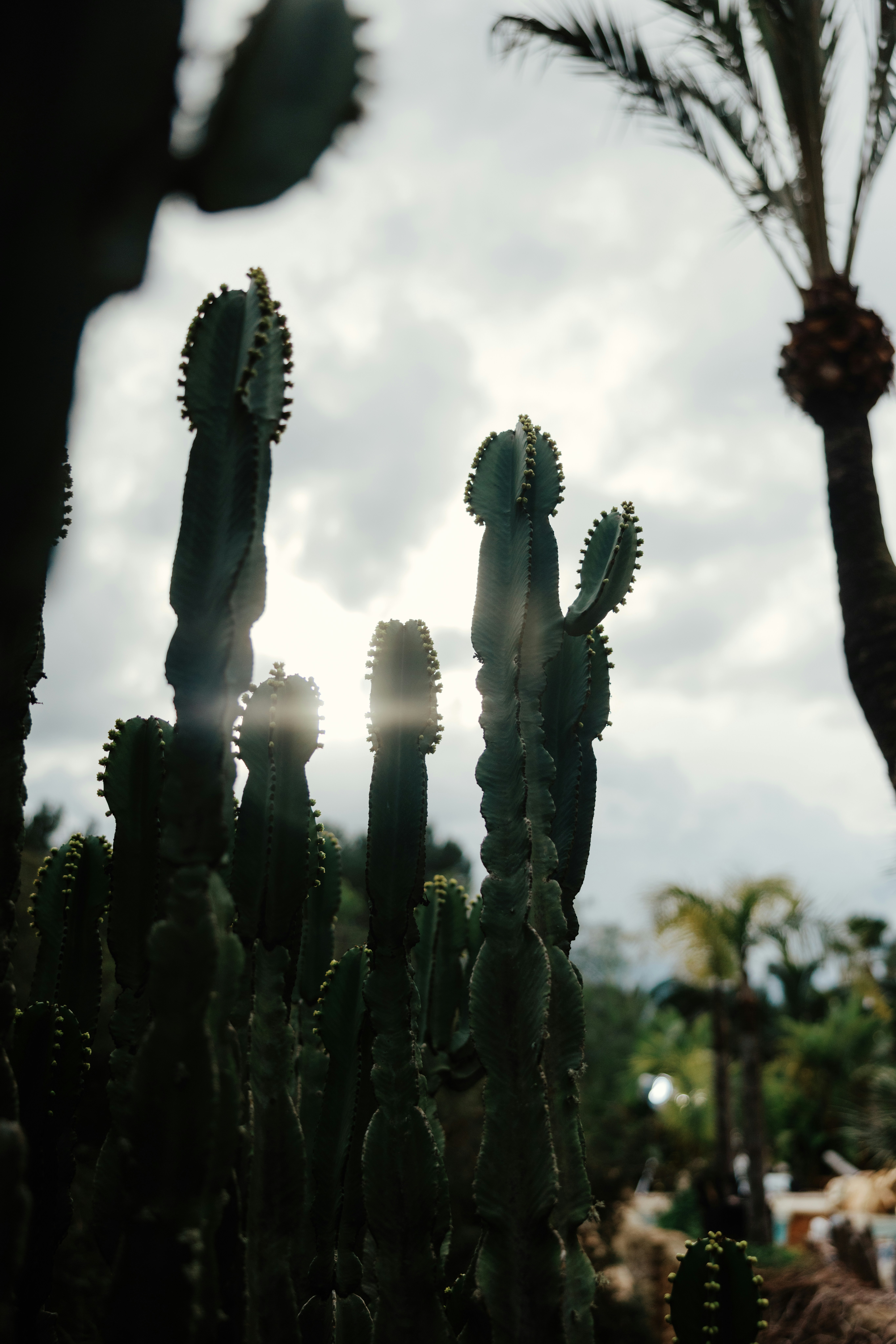 Backlit Cacti in a Desert Garden: Silhouettes Against a Cloudy Sky