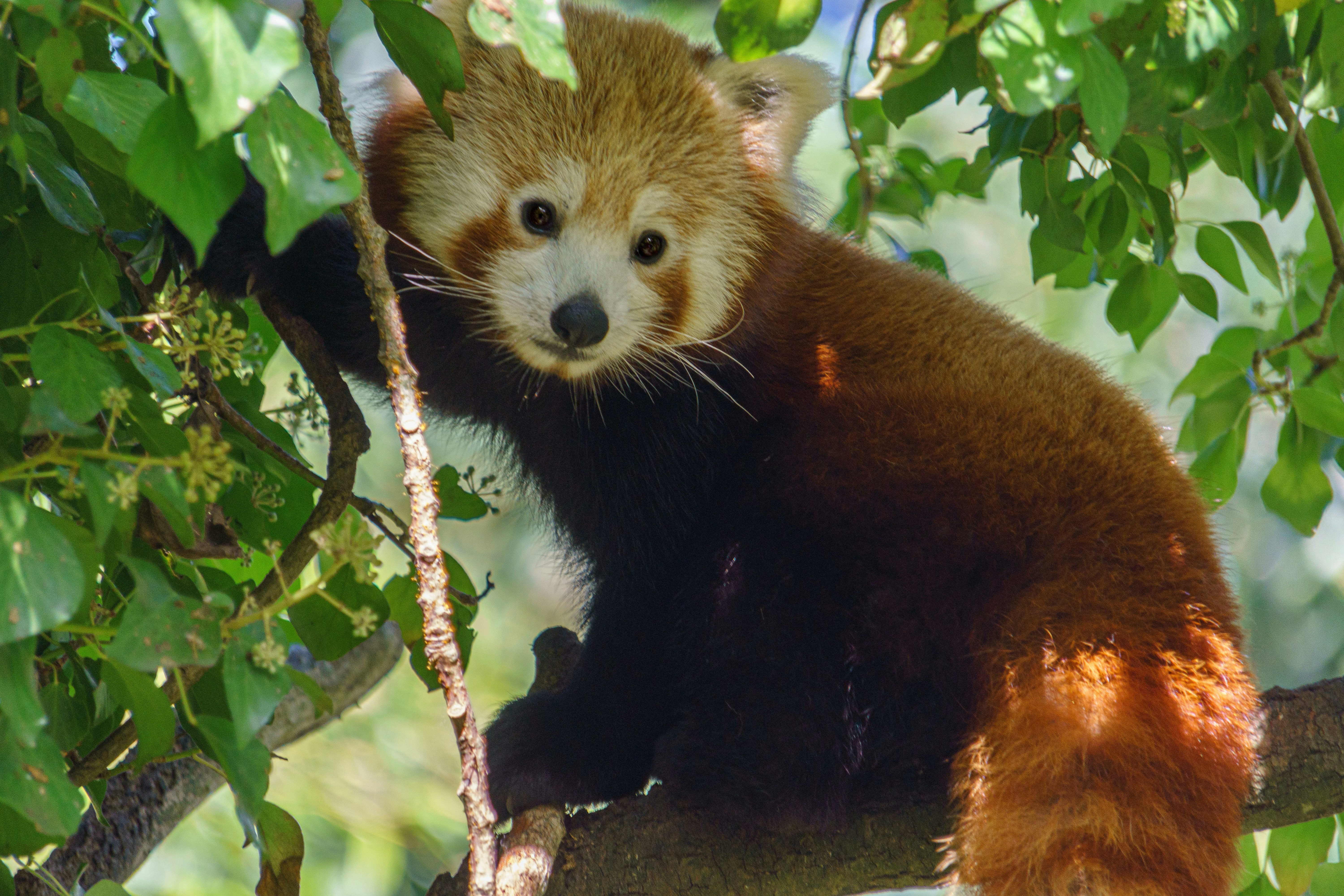 Whimsical Encounter in the Canopy
