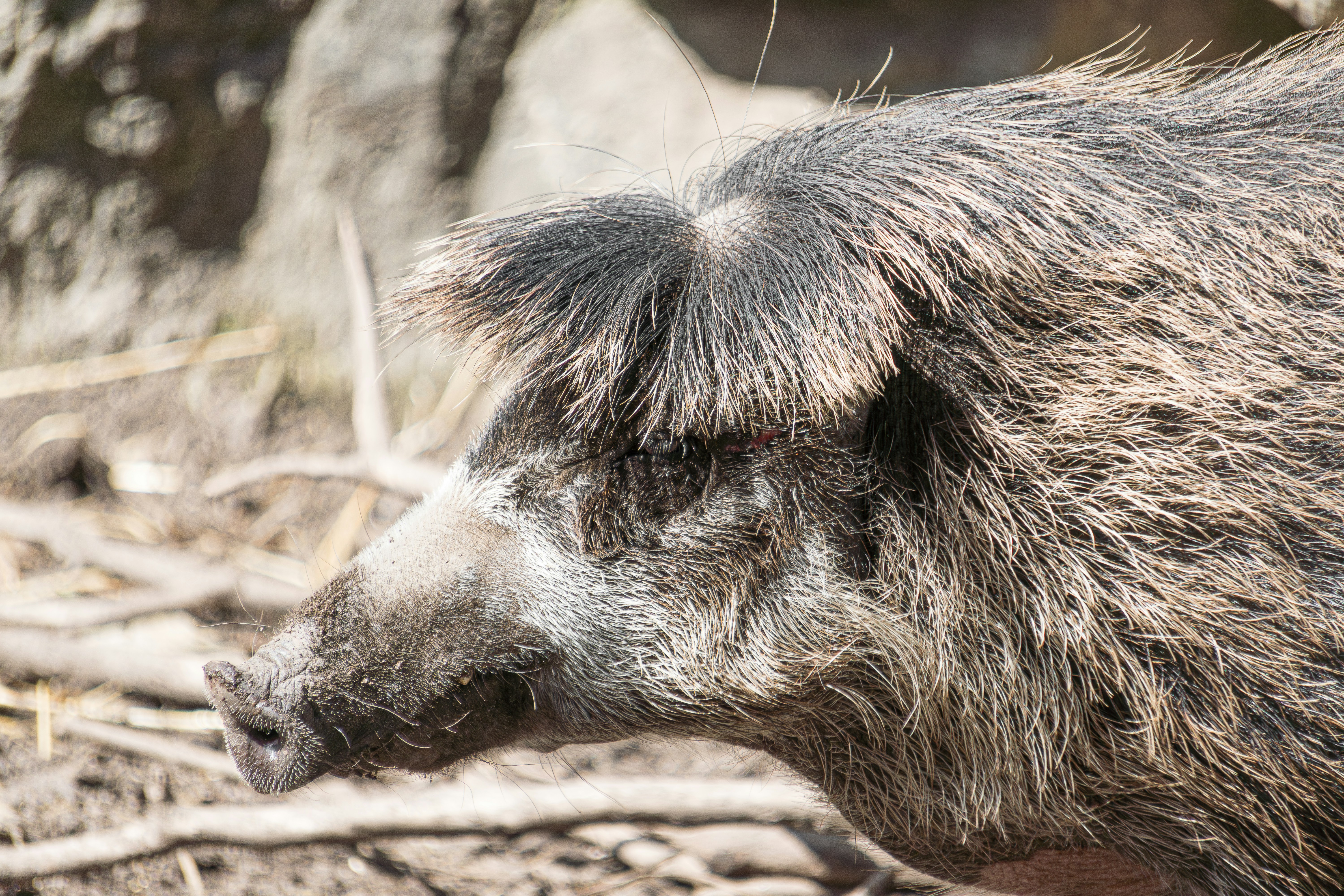 A large boar standing on top of a dirt field photo – Free Uk Image on ...