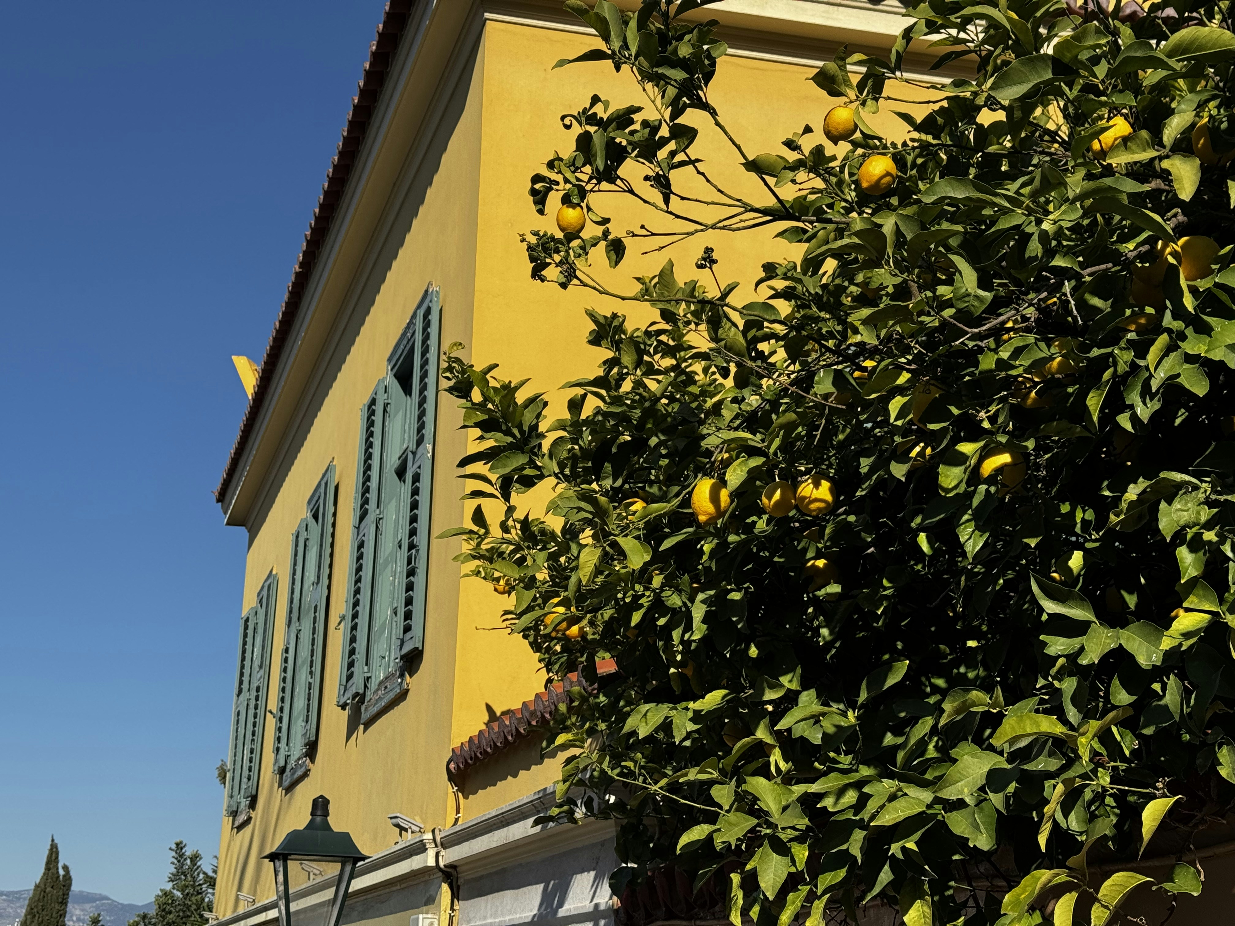 Lemon Tree