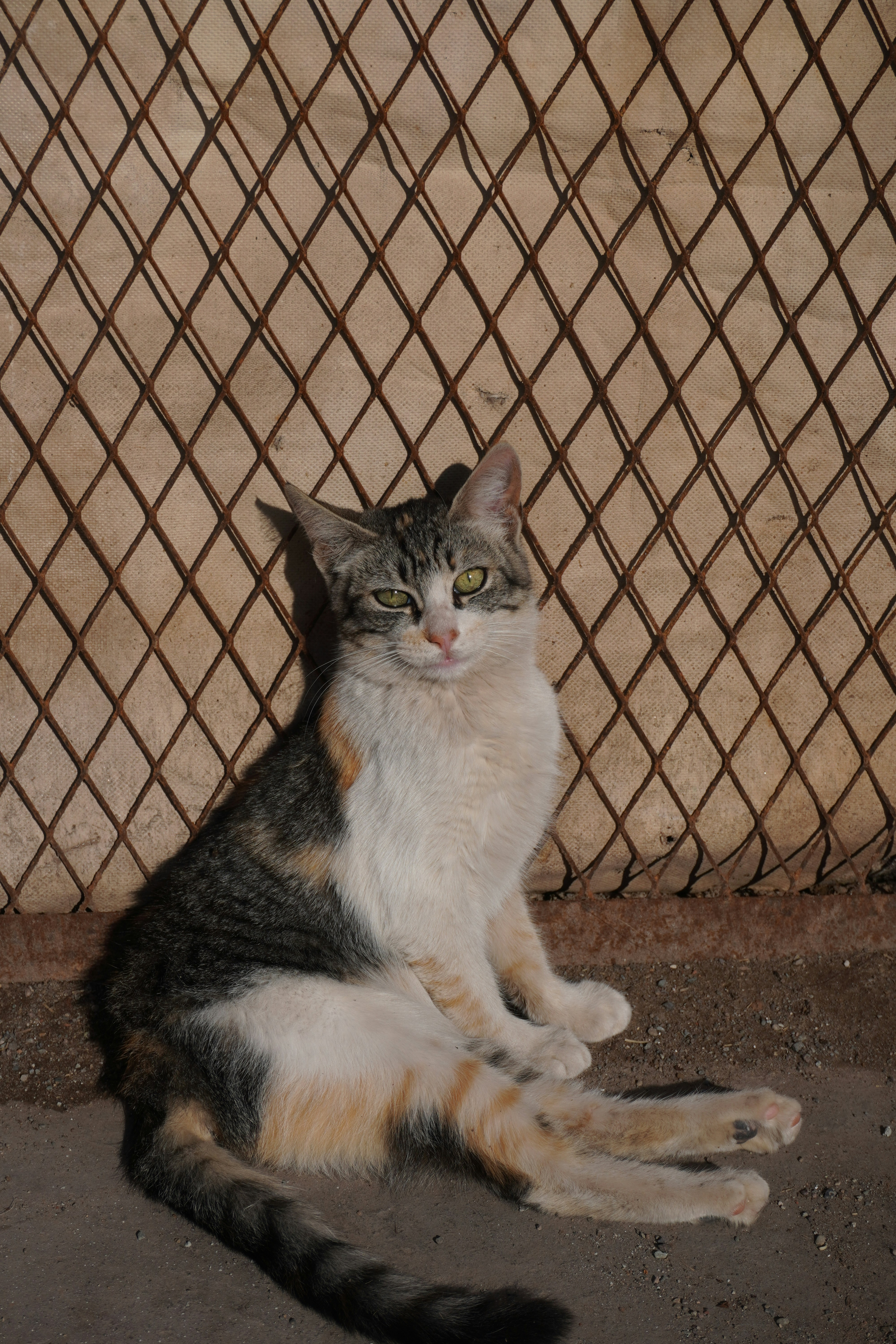 Relaxed feline in sunlit alley tessellated by a rusted grate