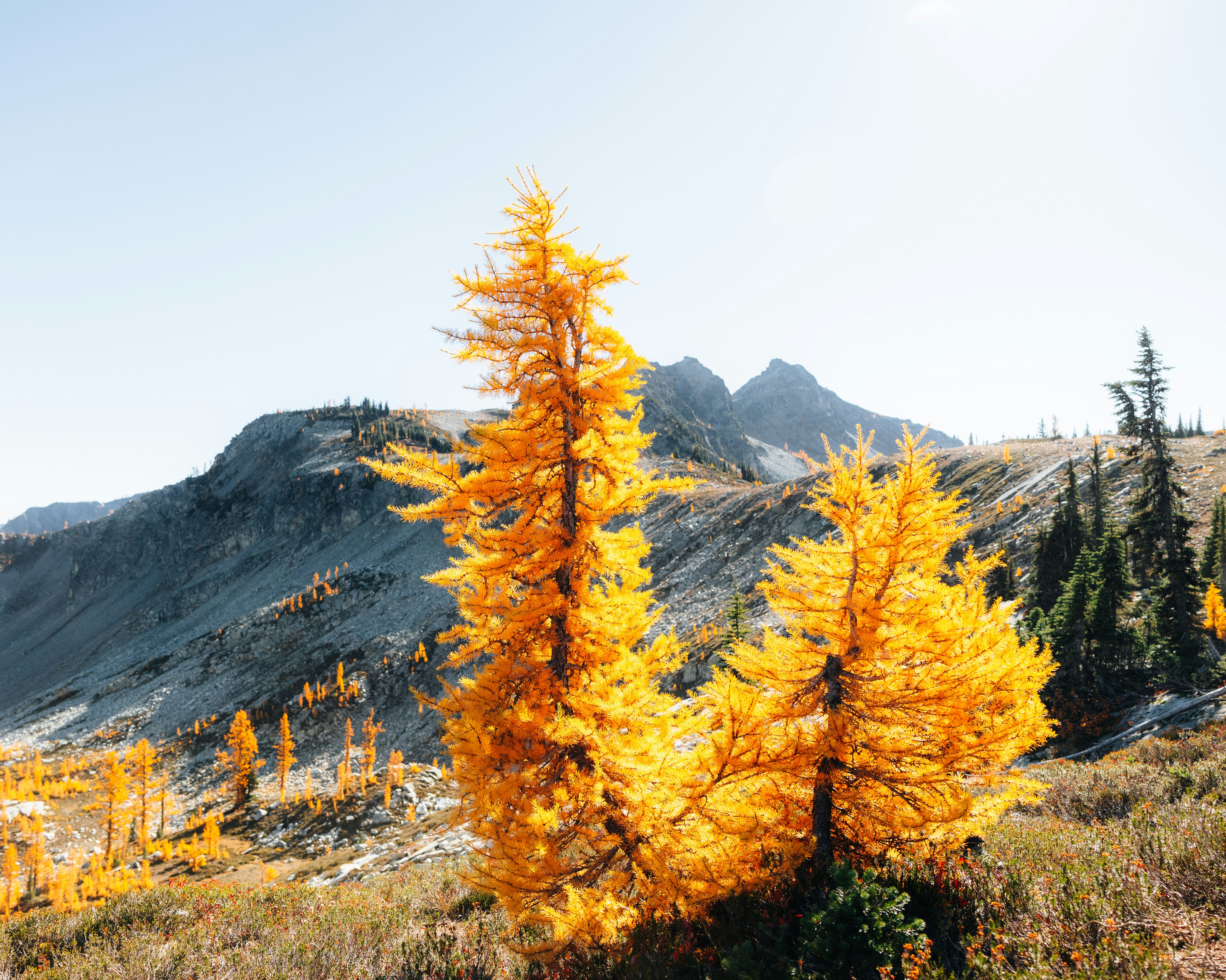 A small yellow tree in the middle of a field photo – Free Autumn Image ...