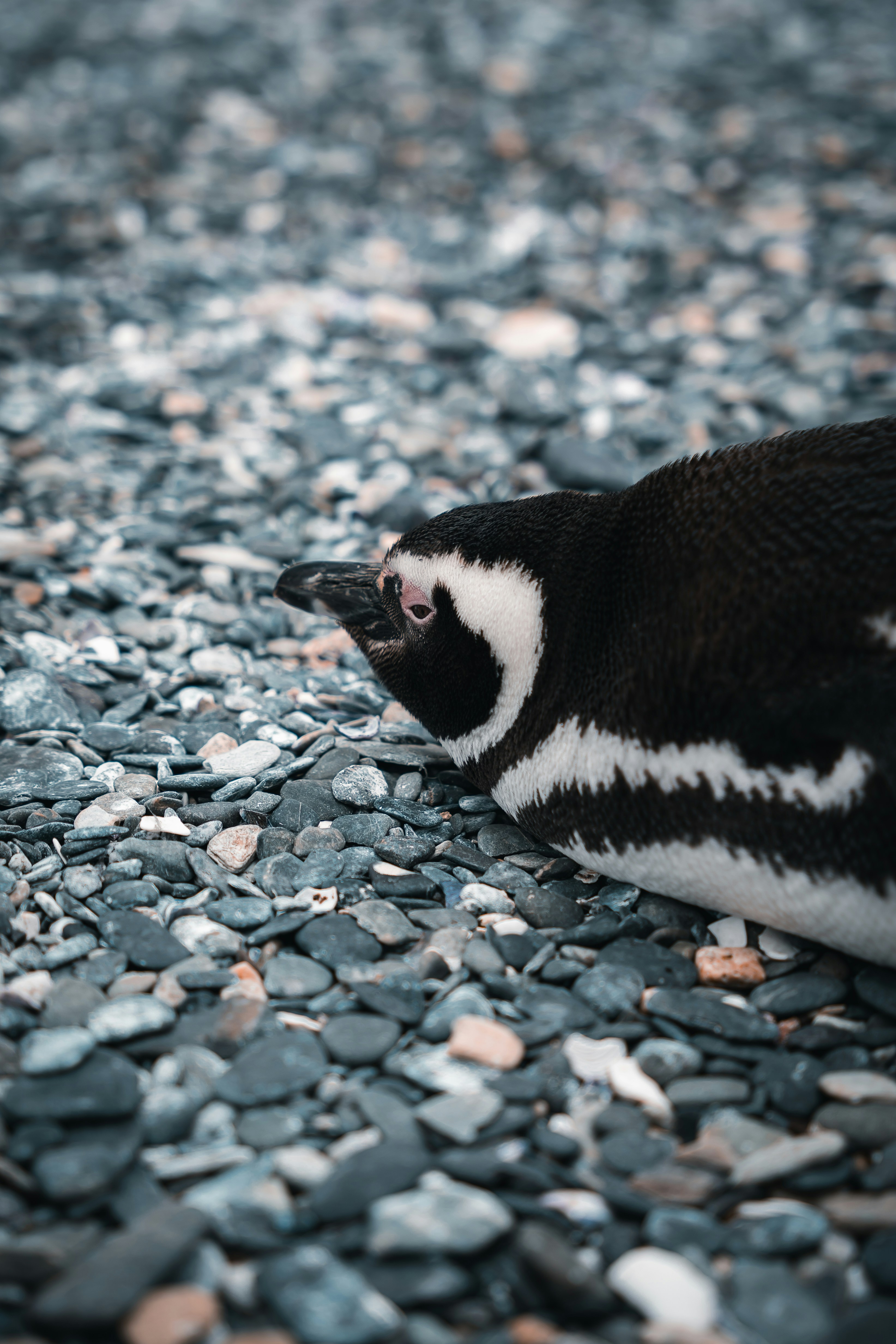 A penguin is laying down on the ground photo – Free Animal Image on ...