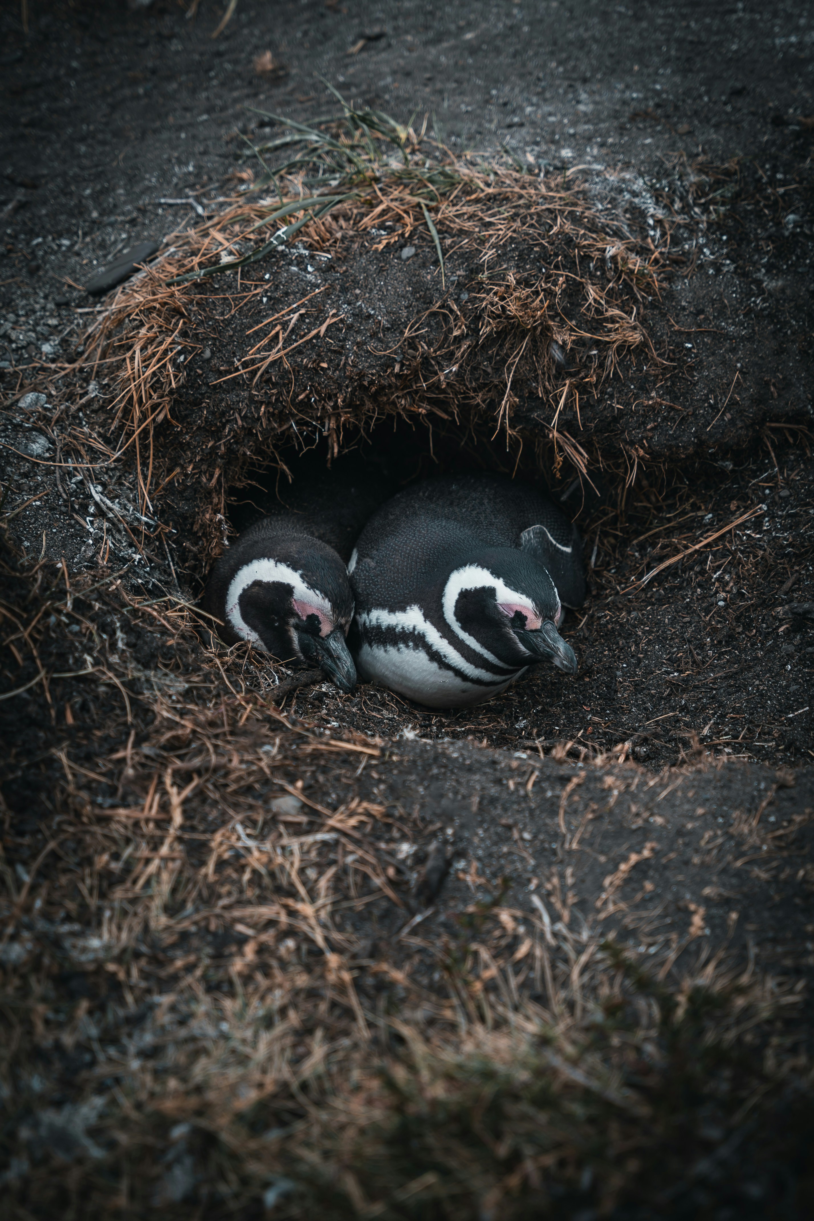 Two Magellanic penguins tucked in a shadowy burrow