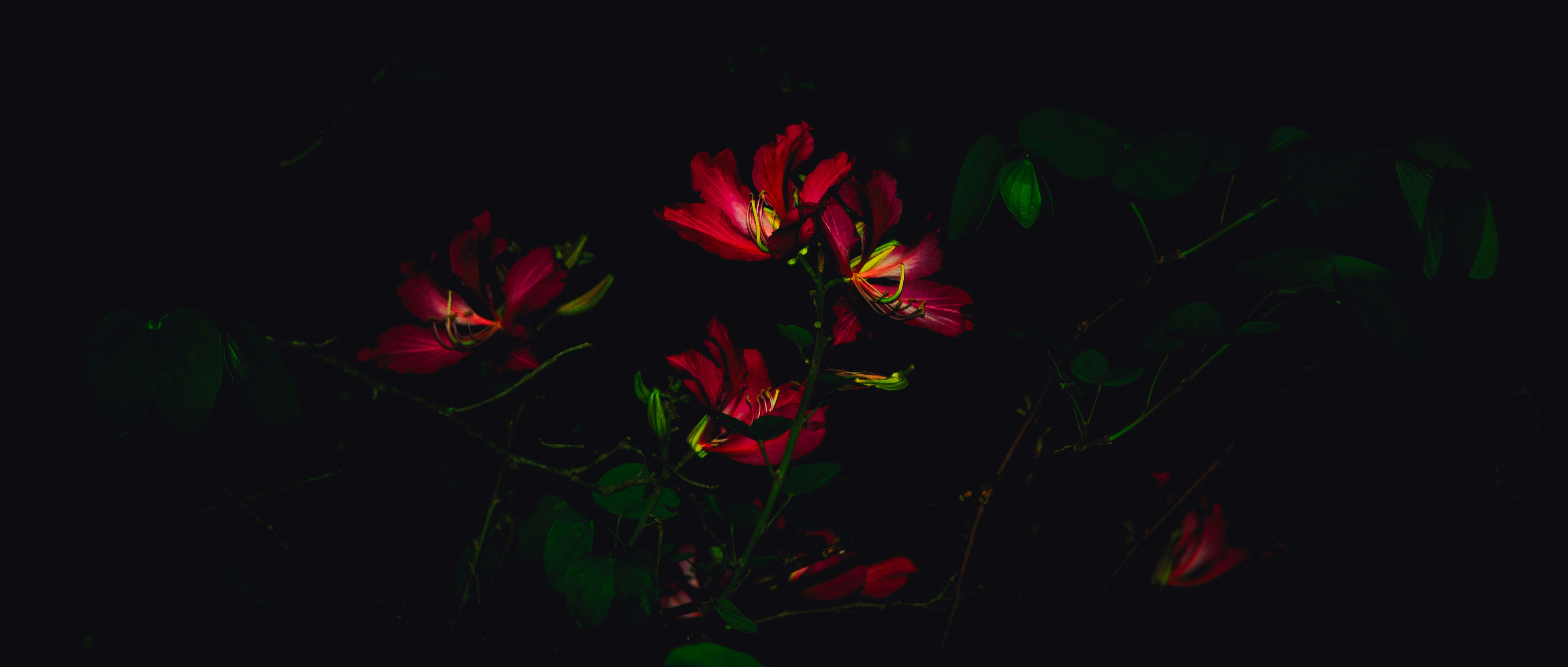 Vivid red flowers emerge from shadows, contrasted by dark surroundings and hints of green foliage.