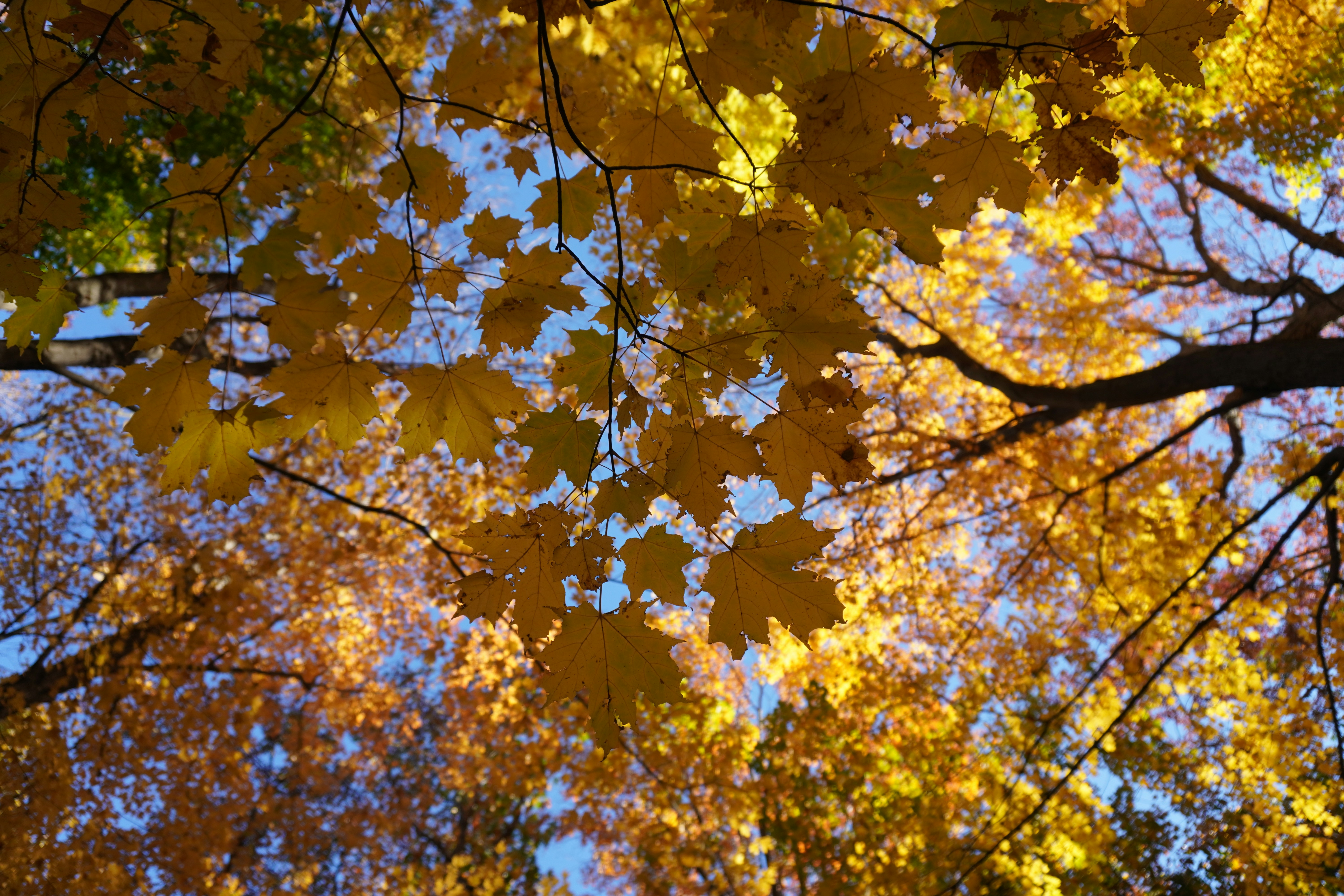 A group of trees with yellow and red leaves photo – Free Arnold ...