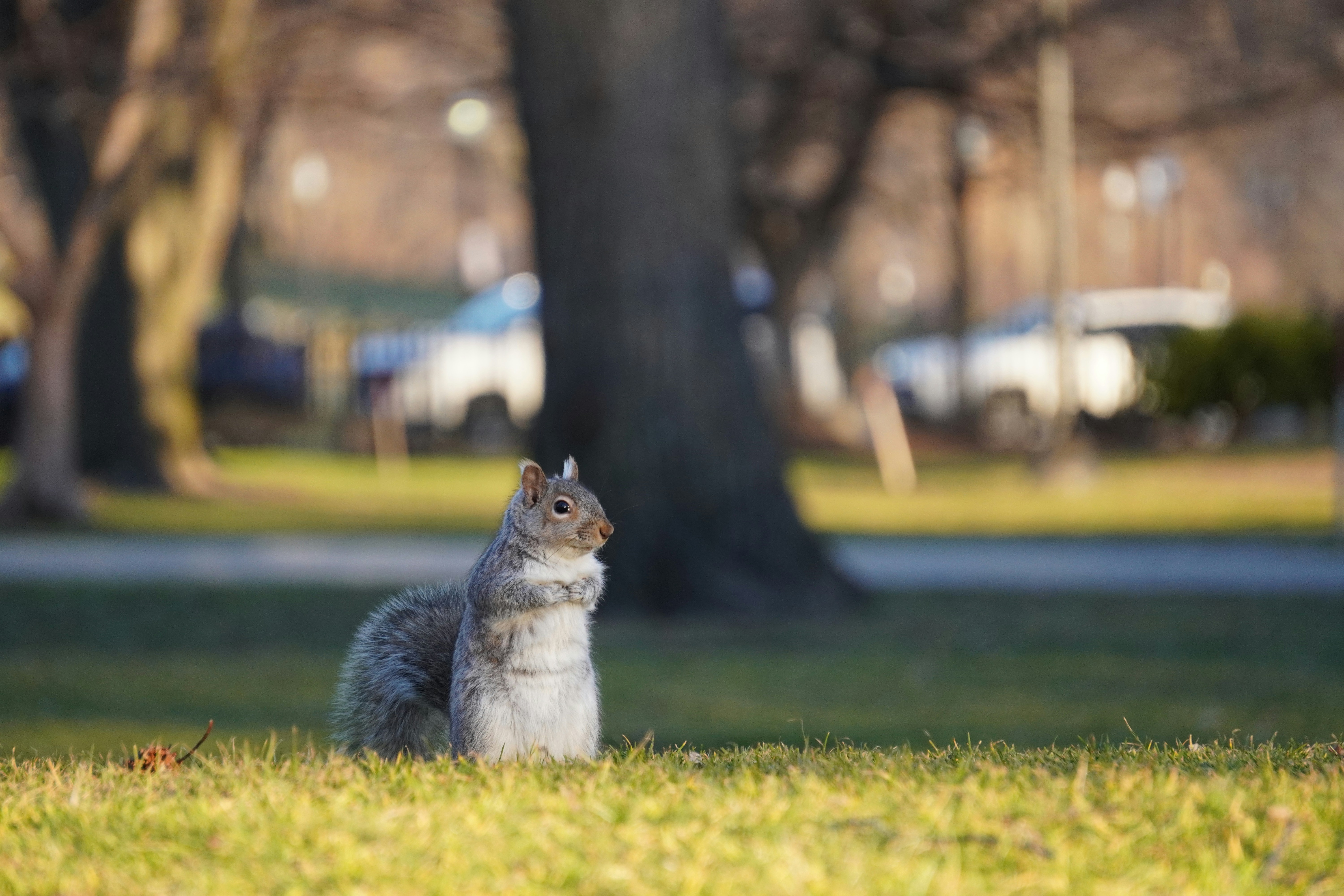 Sunlit Sentry: a Park Squirrel Pauses on the Grass