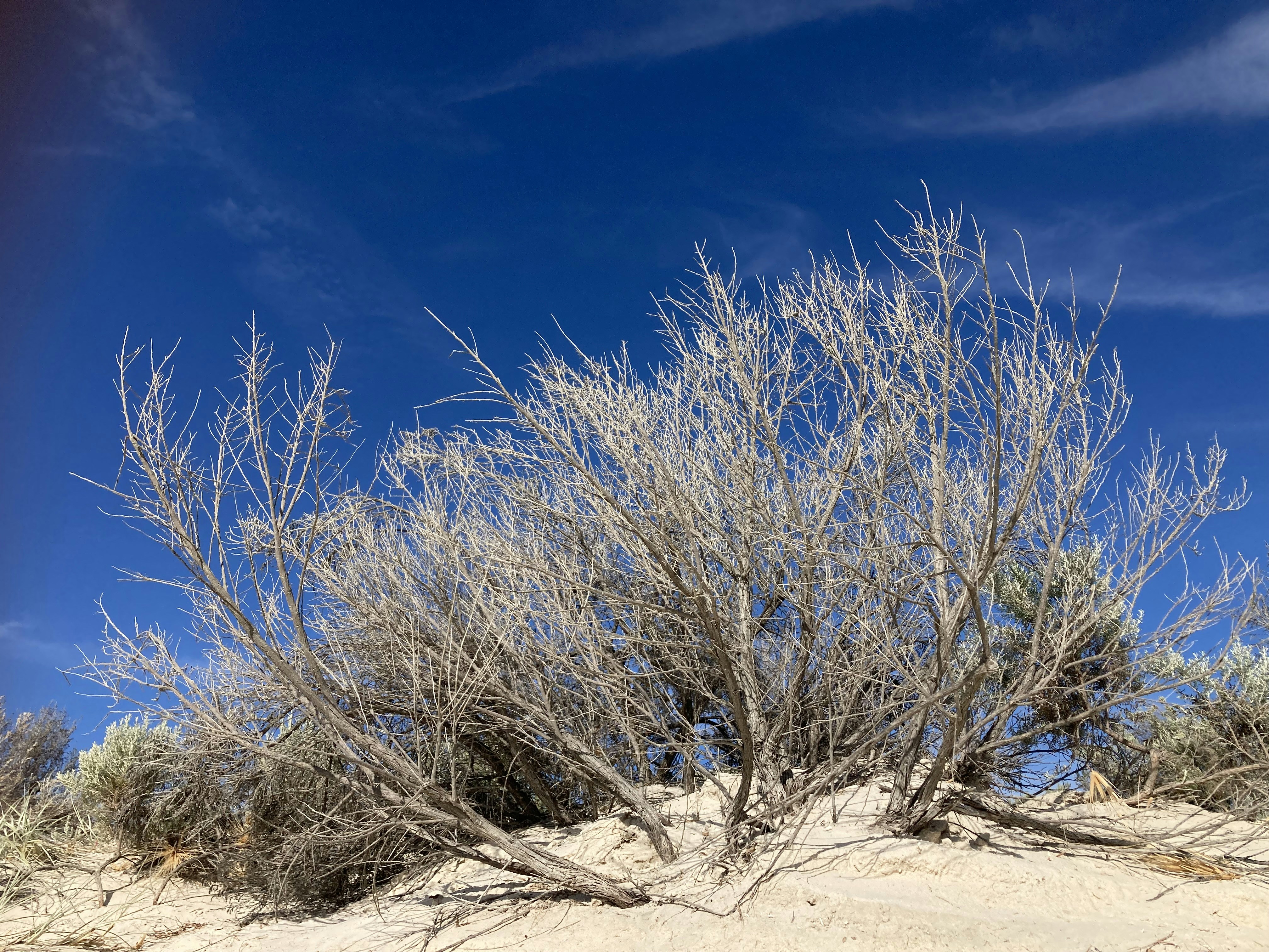 Snow-kissed Desert Scrub Under a Pristine Blue Sky