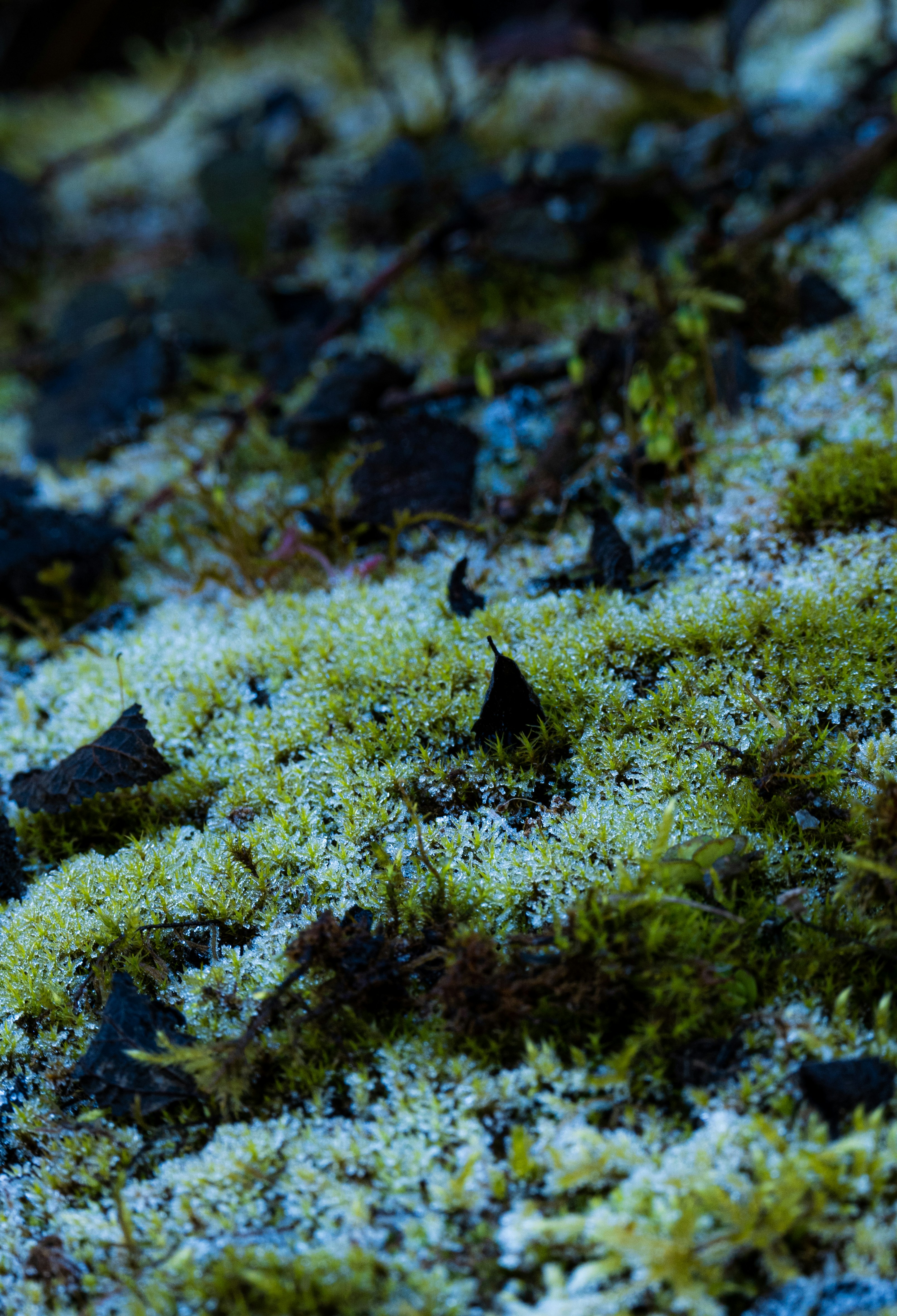 Dew-kissed Carpet: Moss and Lichen Quiet in Morning Shade
