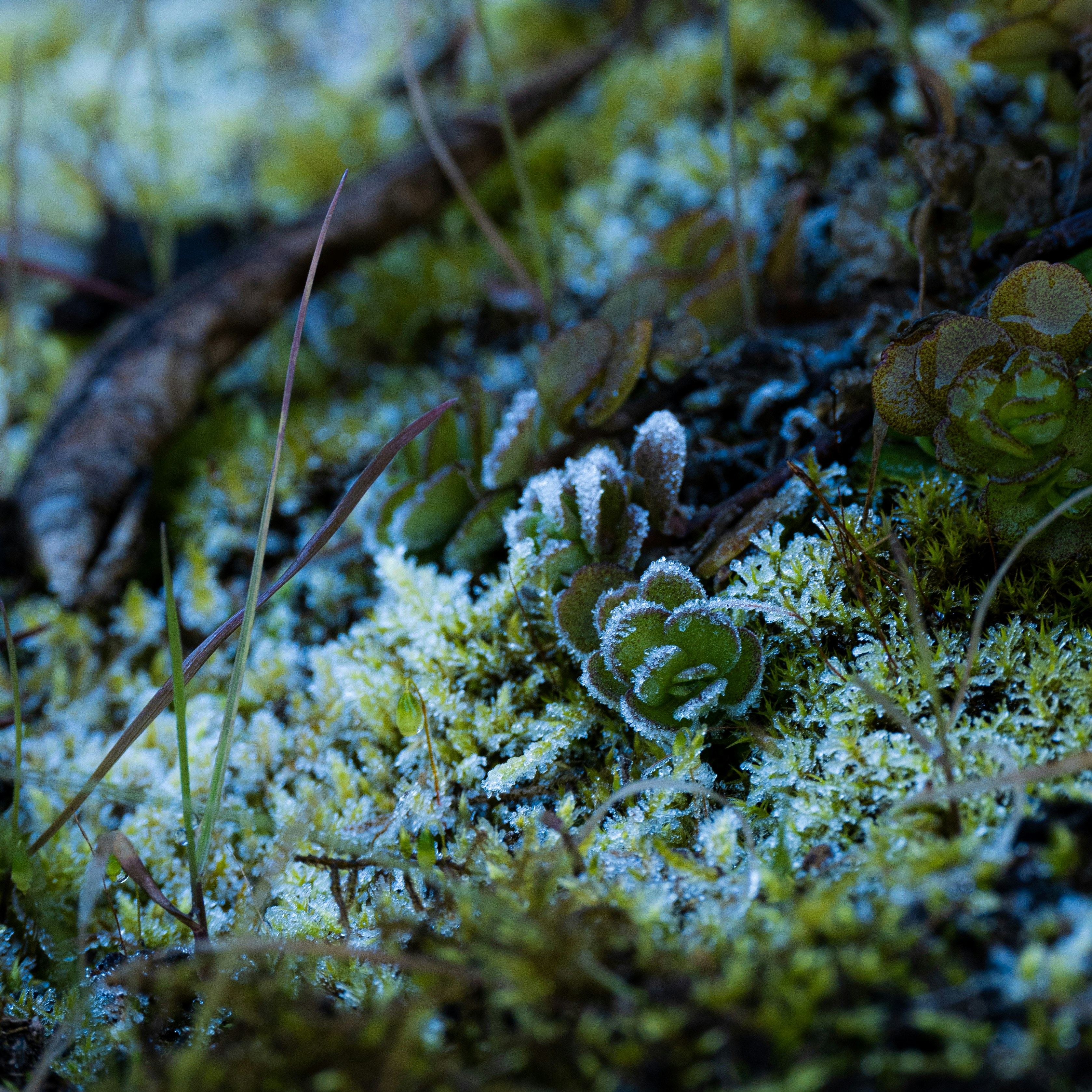 Frosted Ferns on a Mossy Forest Floor