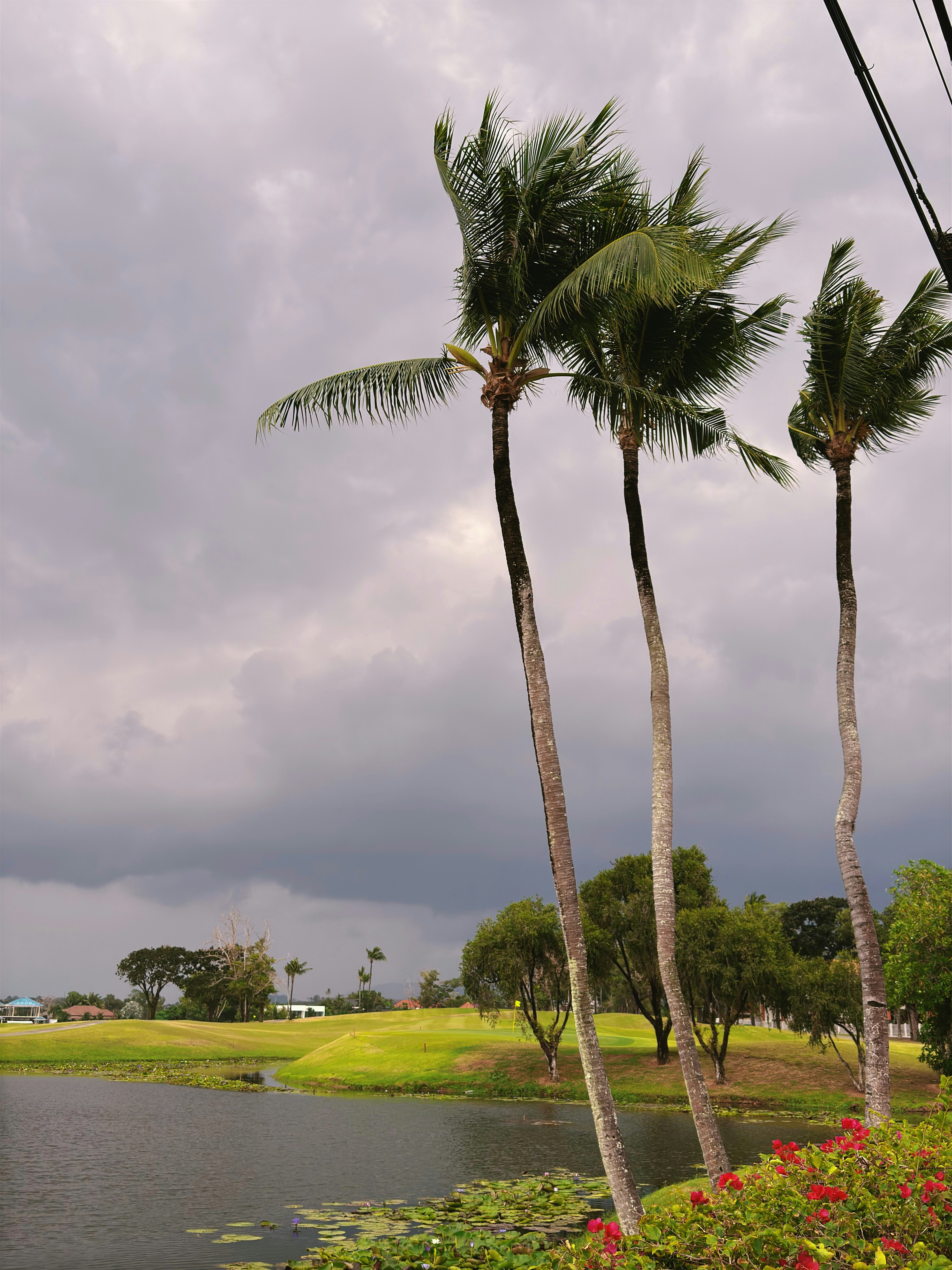 Three tall palm trees sway against a backdrop of dark, looming storm clouds by a tranquil pond.