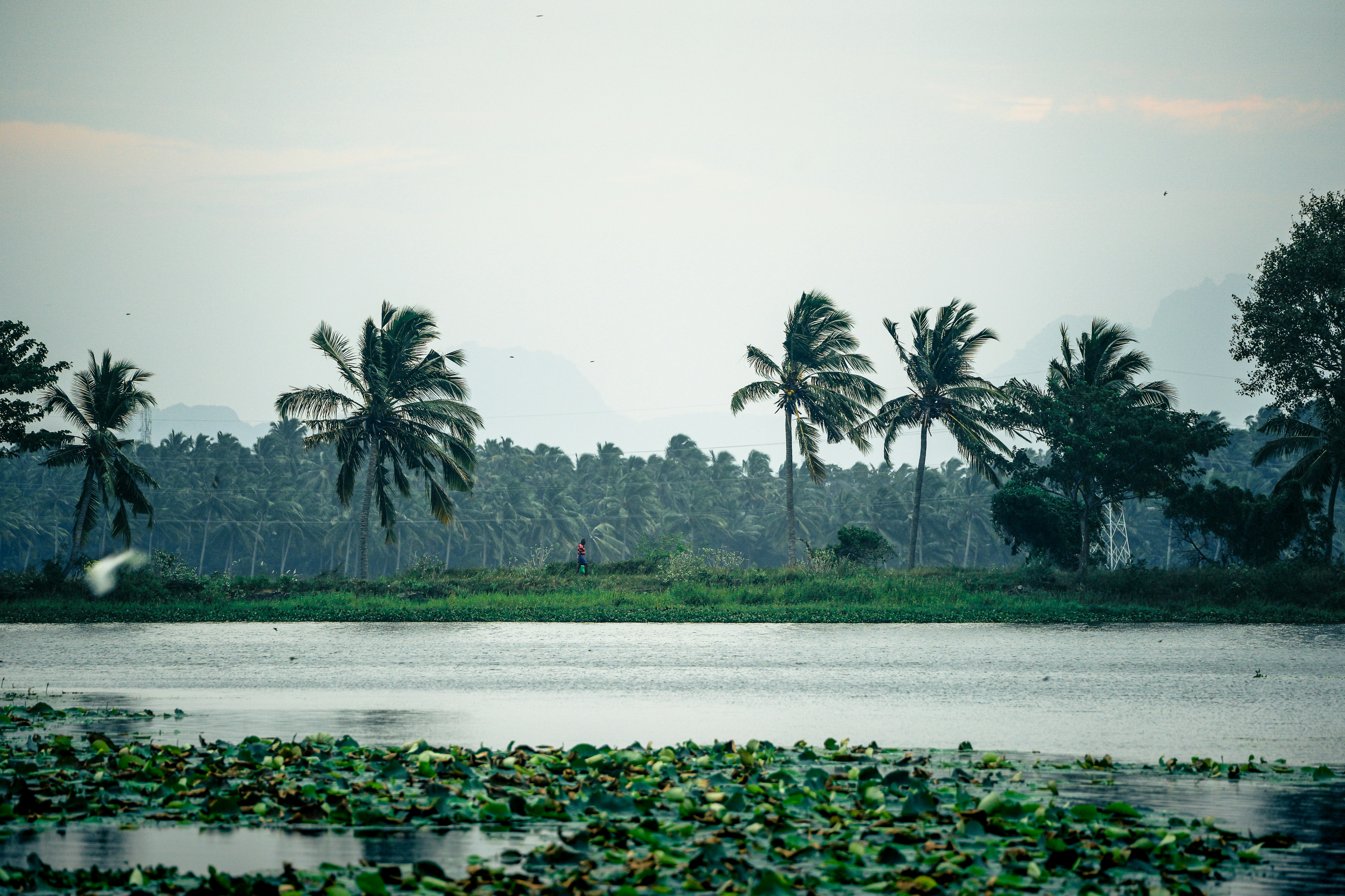 Palm Symphony by the Waterside