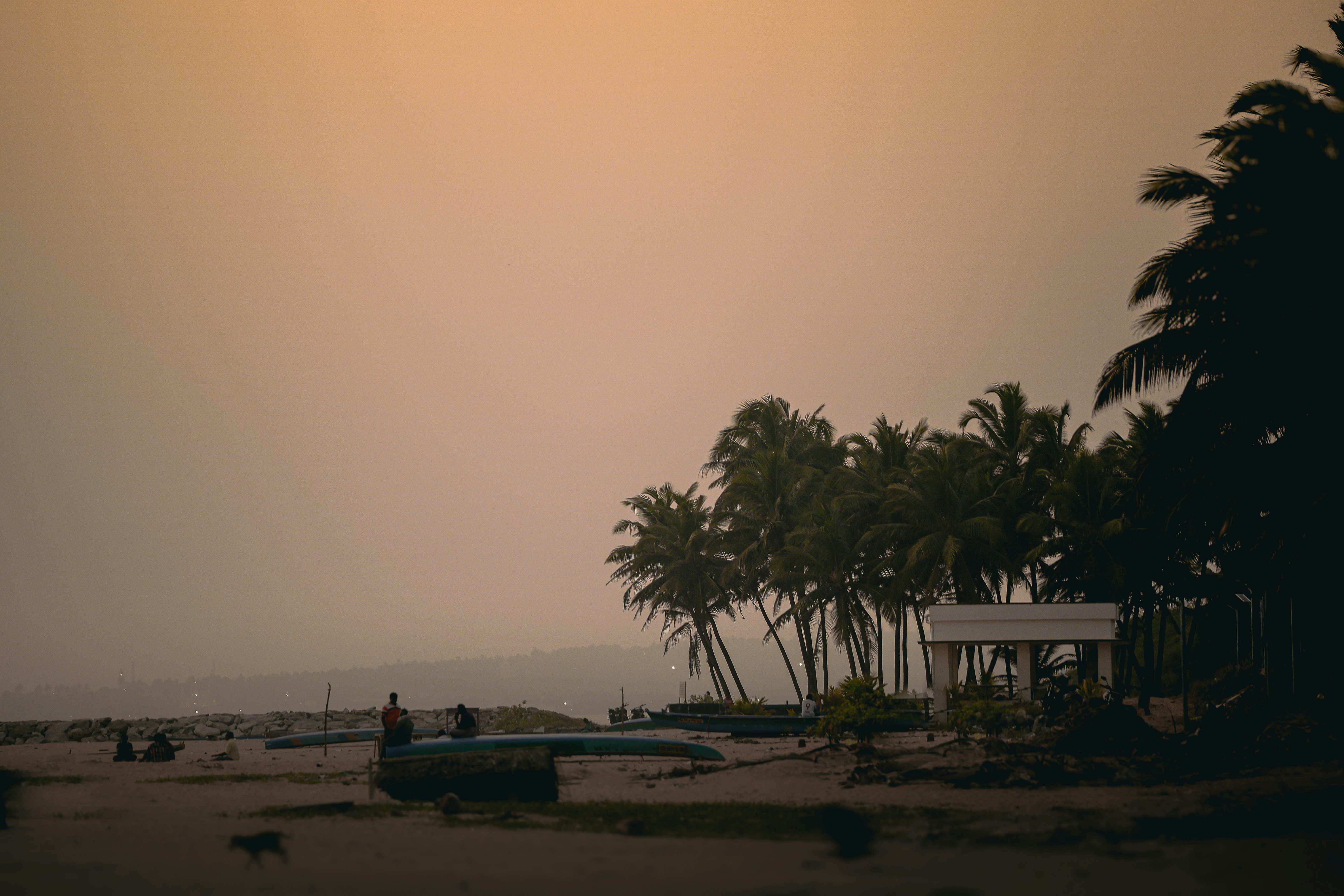 A plane flying over a beach with palm trees photo – Free Rajakamangalam ...