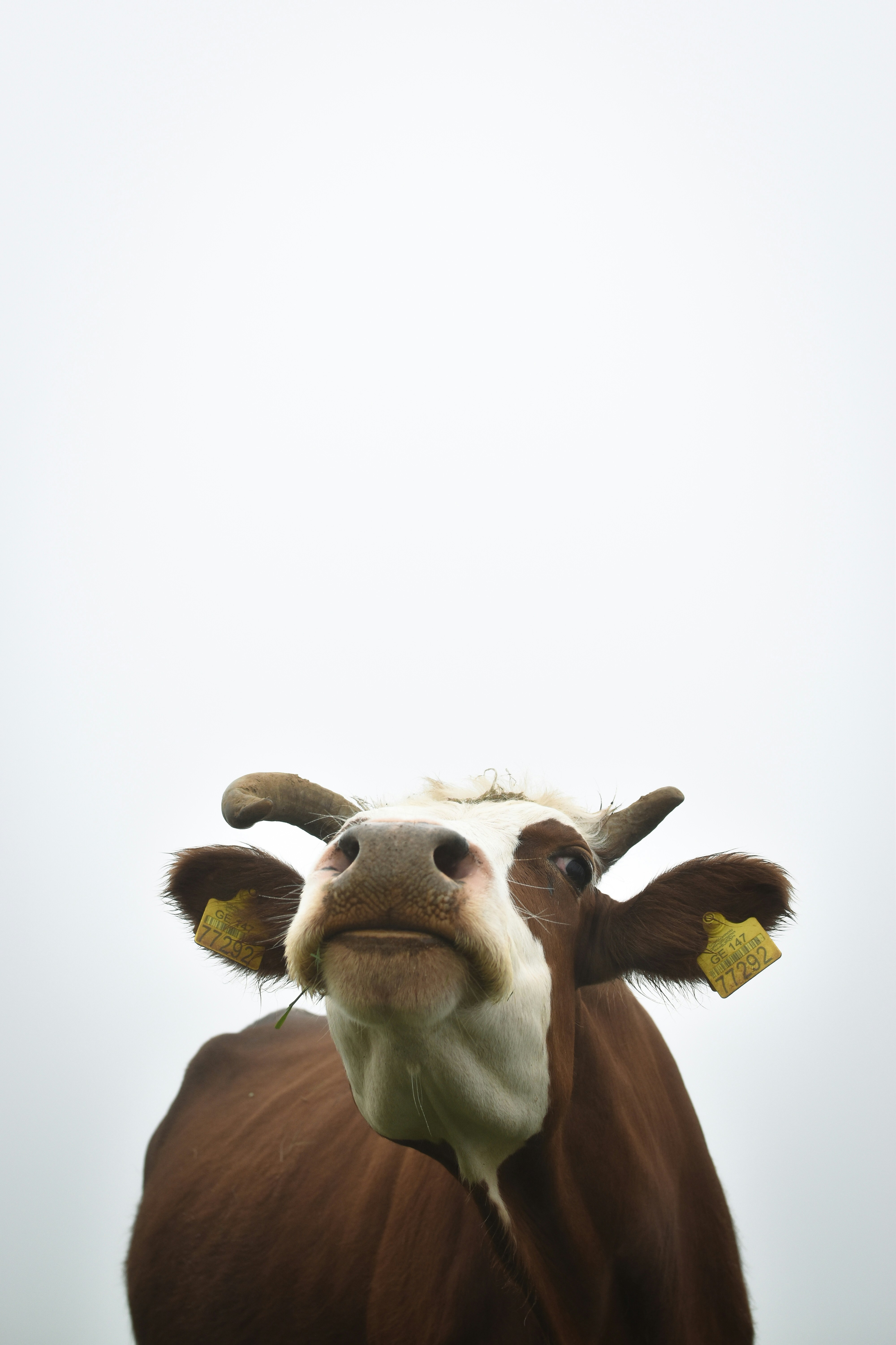 Ground-Level Gaze: A Cow Stares Up from the Pasture