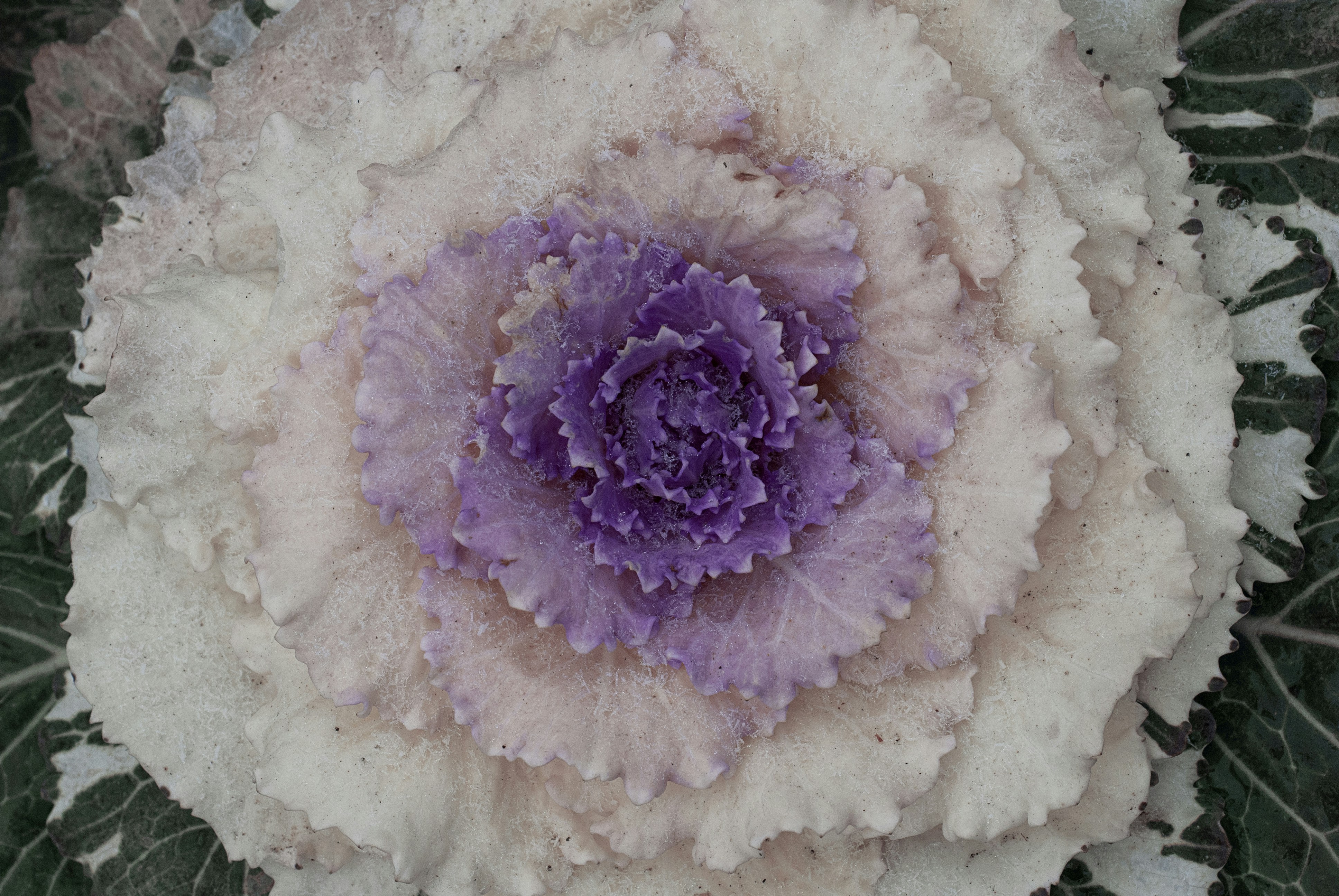 Lavender Whirl in Winter Greens