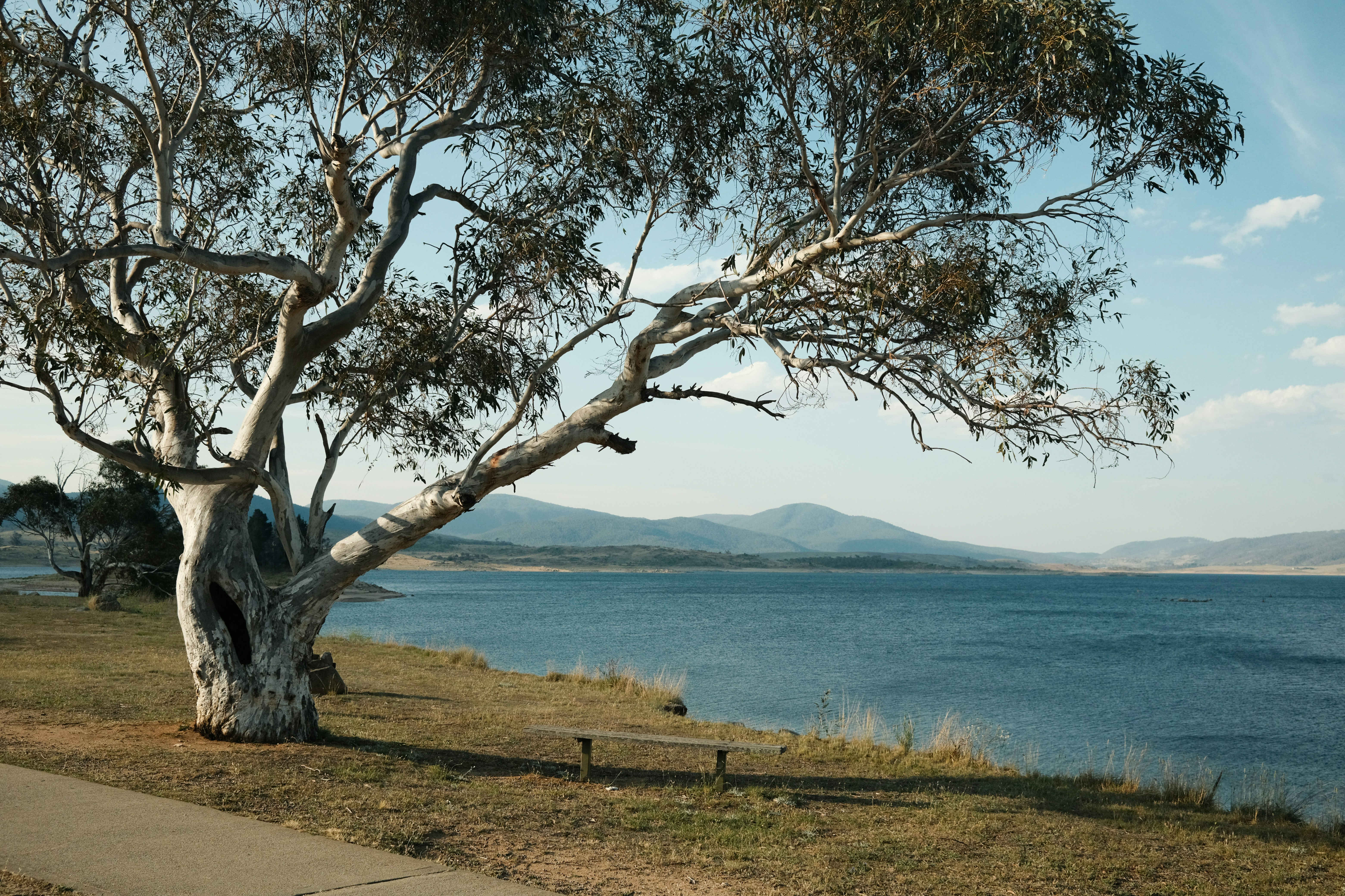 Lone Cypress by the Lake: A Serenity by the Path