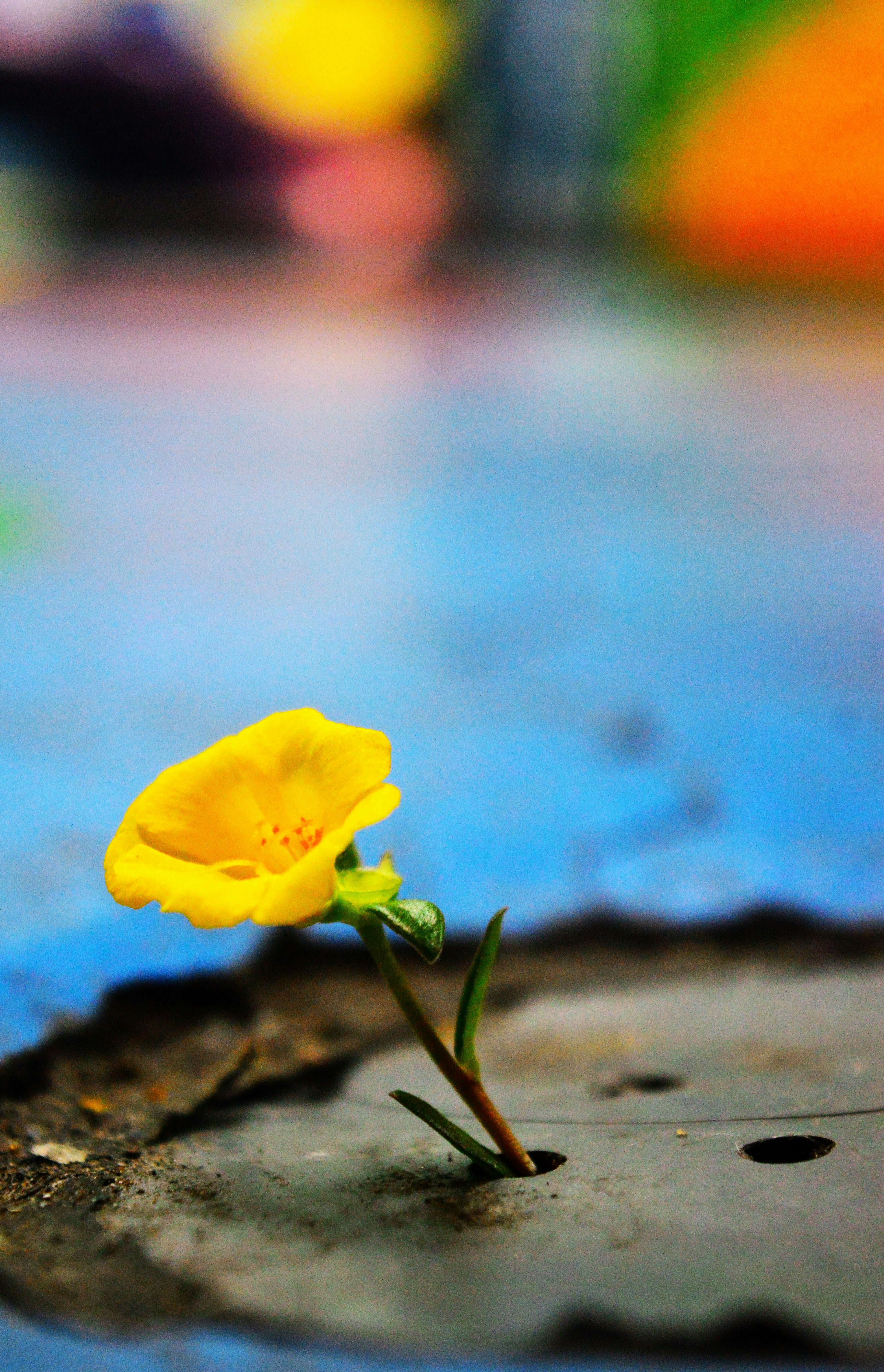Lone Yellow Bloom Emerging from a Concrete Crack