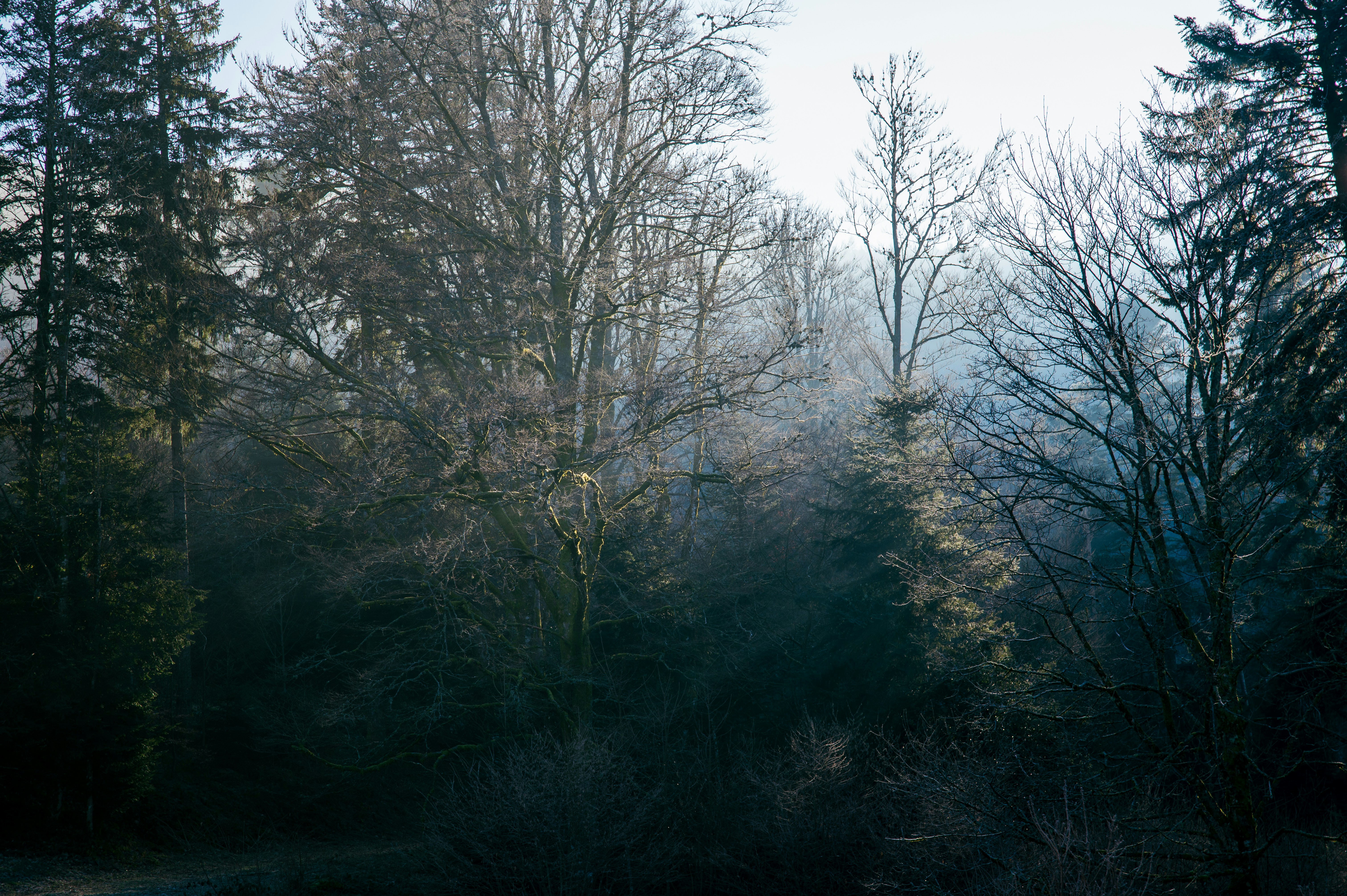 Sunbeams filtering through bare winter trees in a tranquil forest.