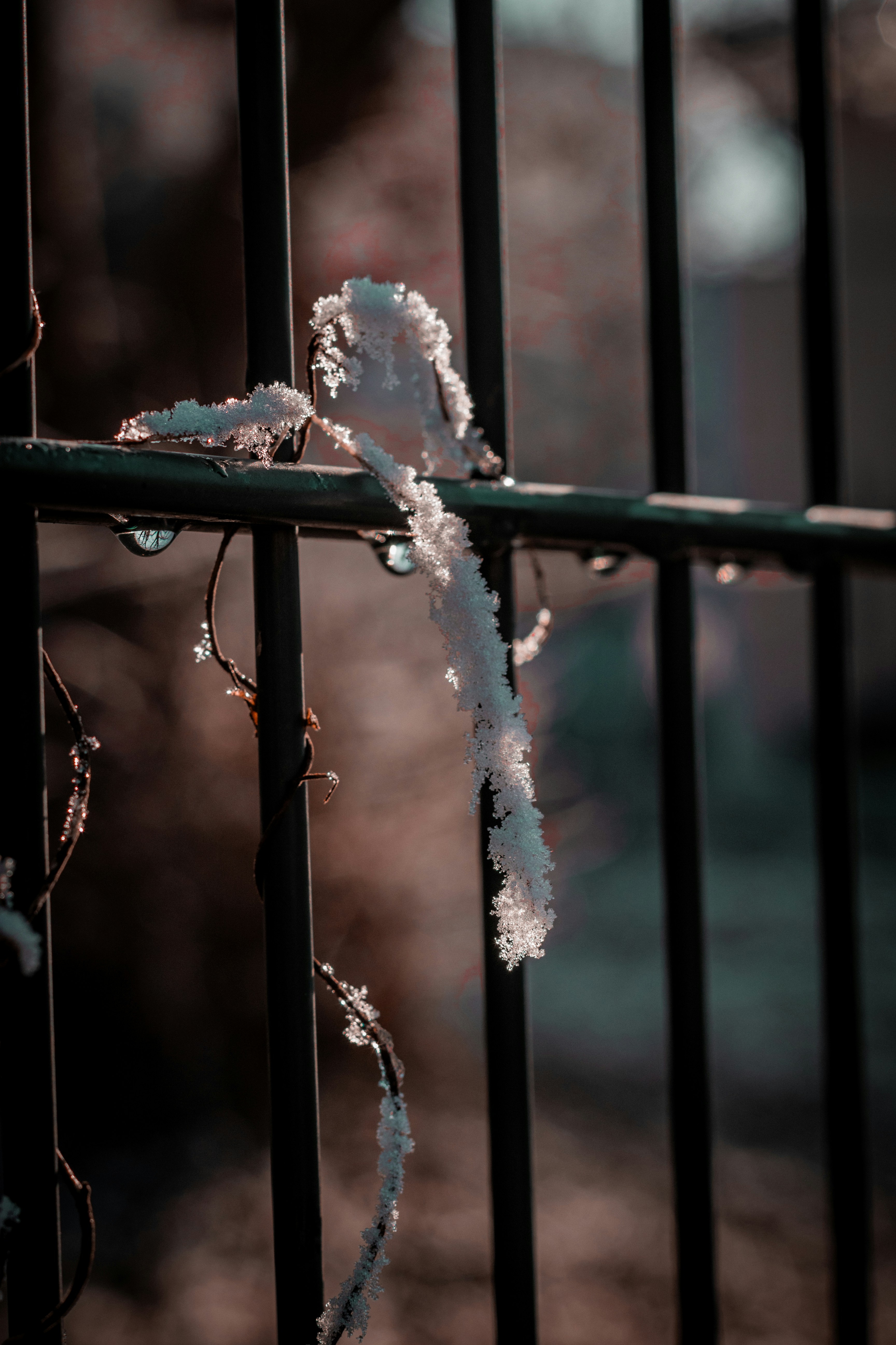 Frosted Tendril on Cold Rails
