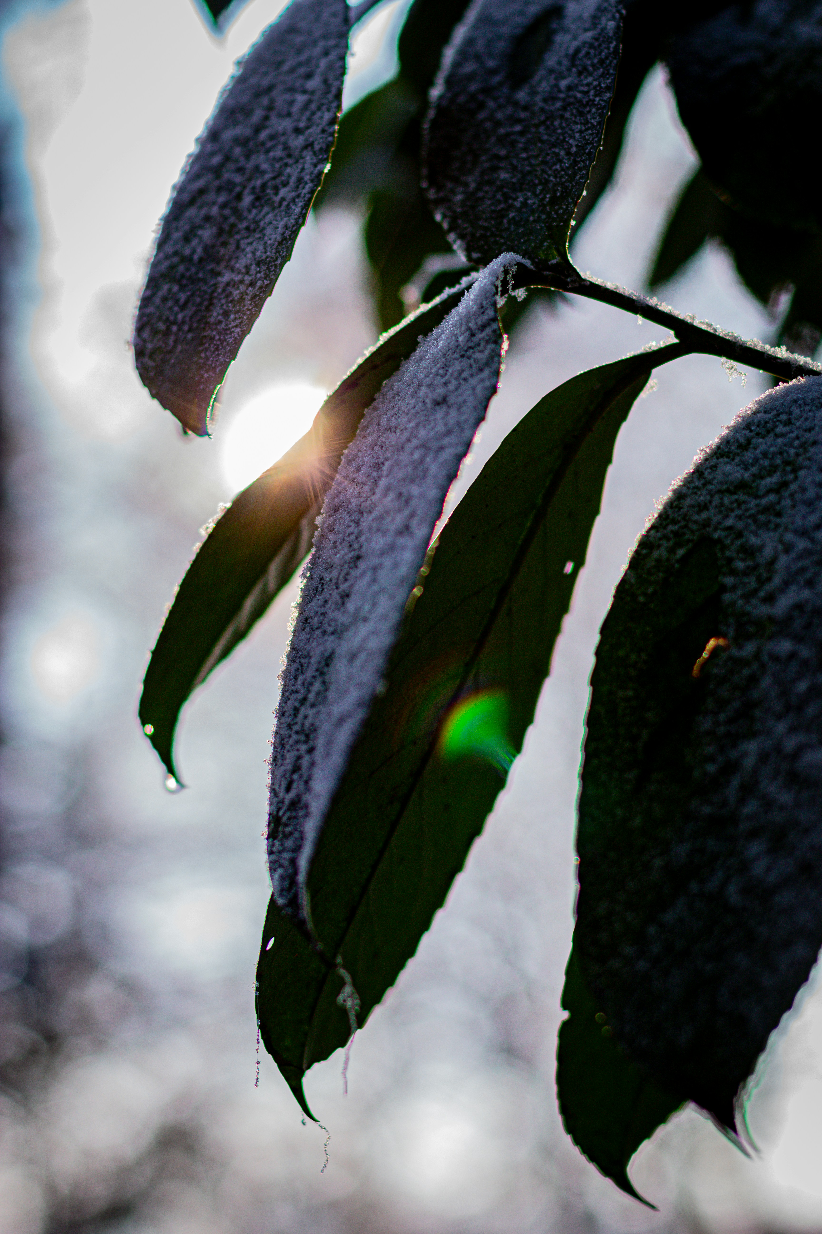 Dawn Light Through Frost-Kissed Laurel Leaves