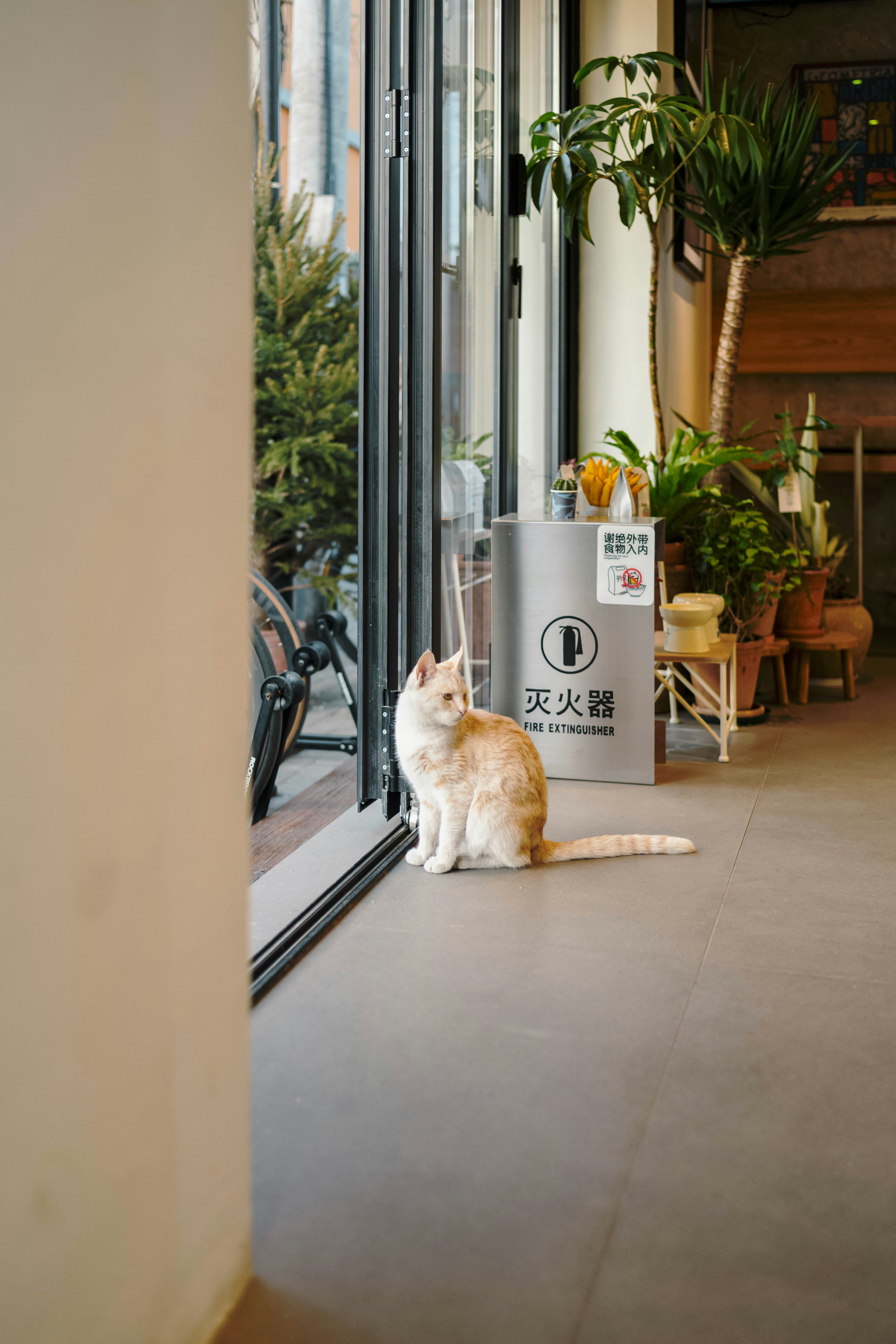 Threshold Whispers: A Cream Cat in Soft Morning Light