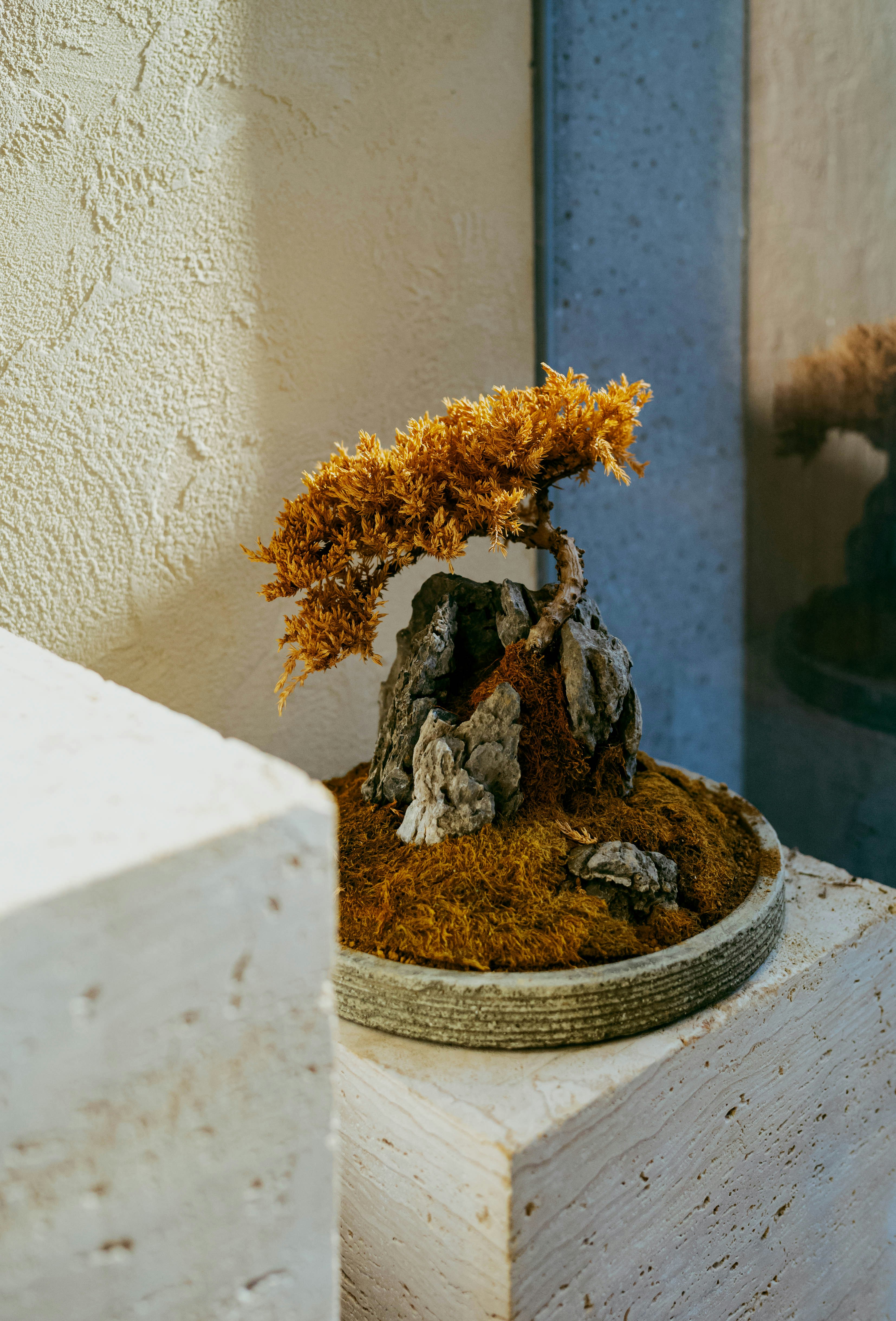 Desaturated Bonsai on a Stone Altar under Soft Morning Light