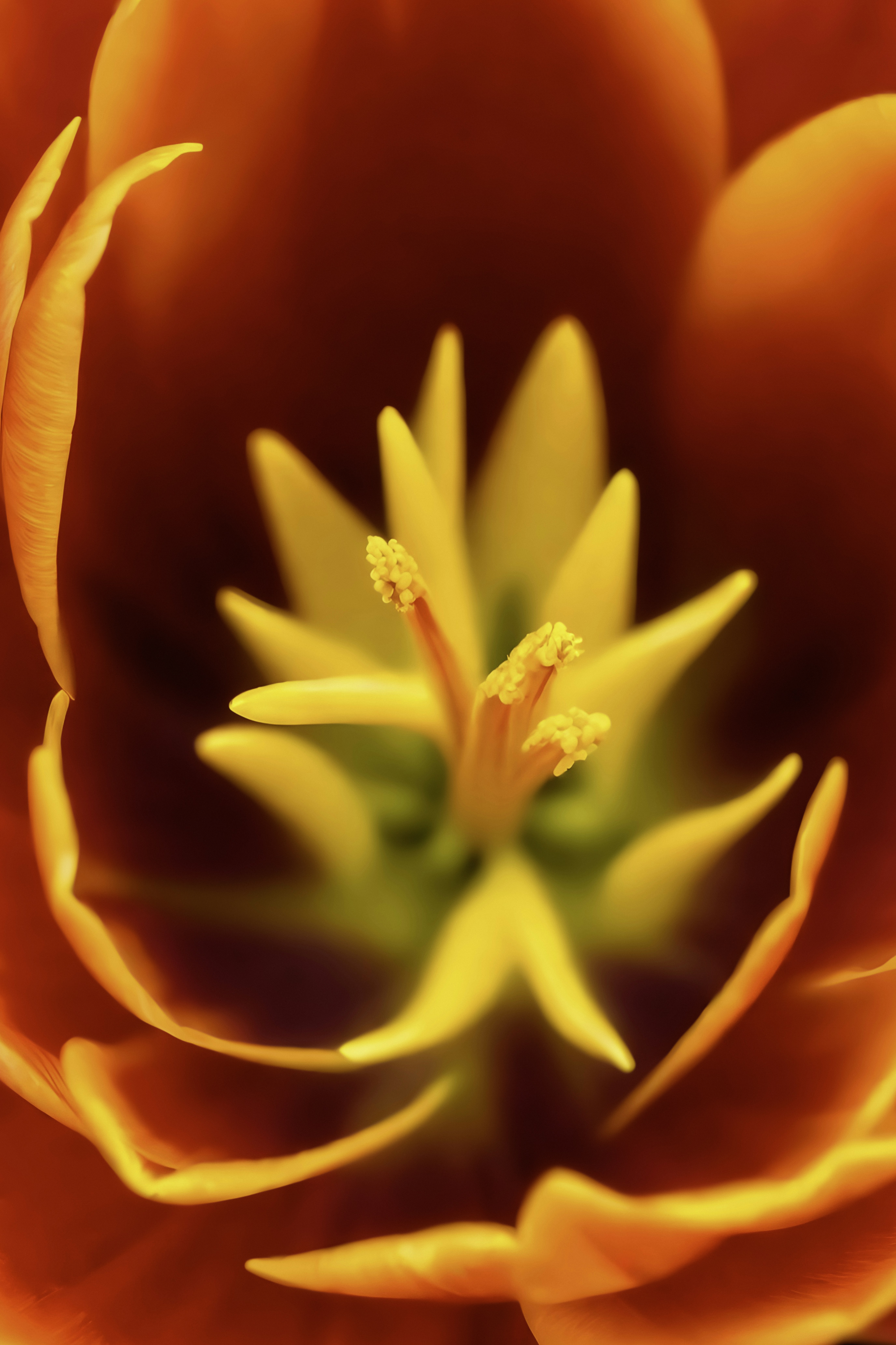 A close up of a red and yellow flower photo – Free Pollen Image on Unsplash