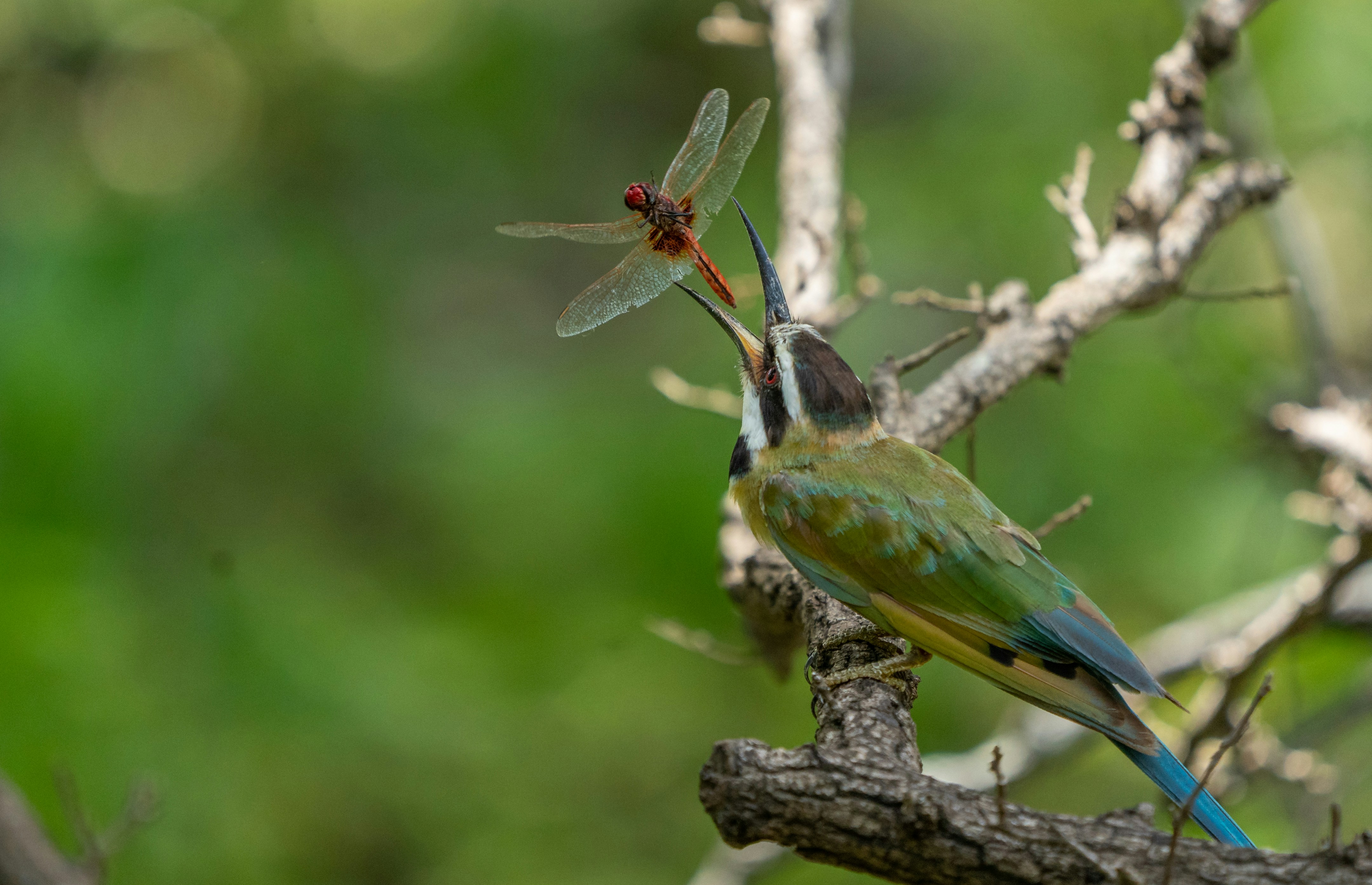 Dragonfly Duel: A Golden-Tailed Moment on a Weathered Branch