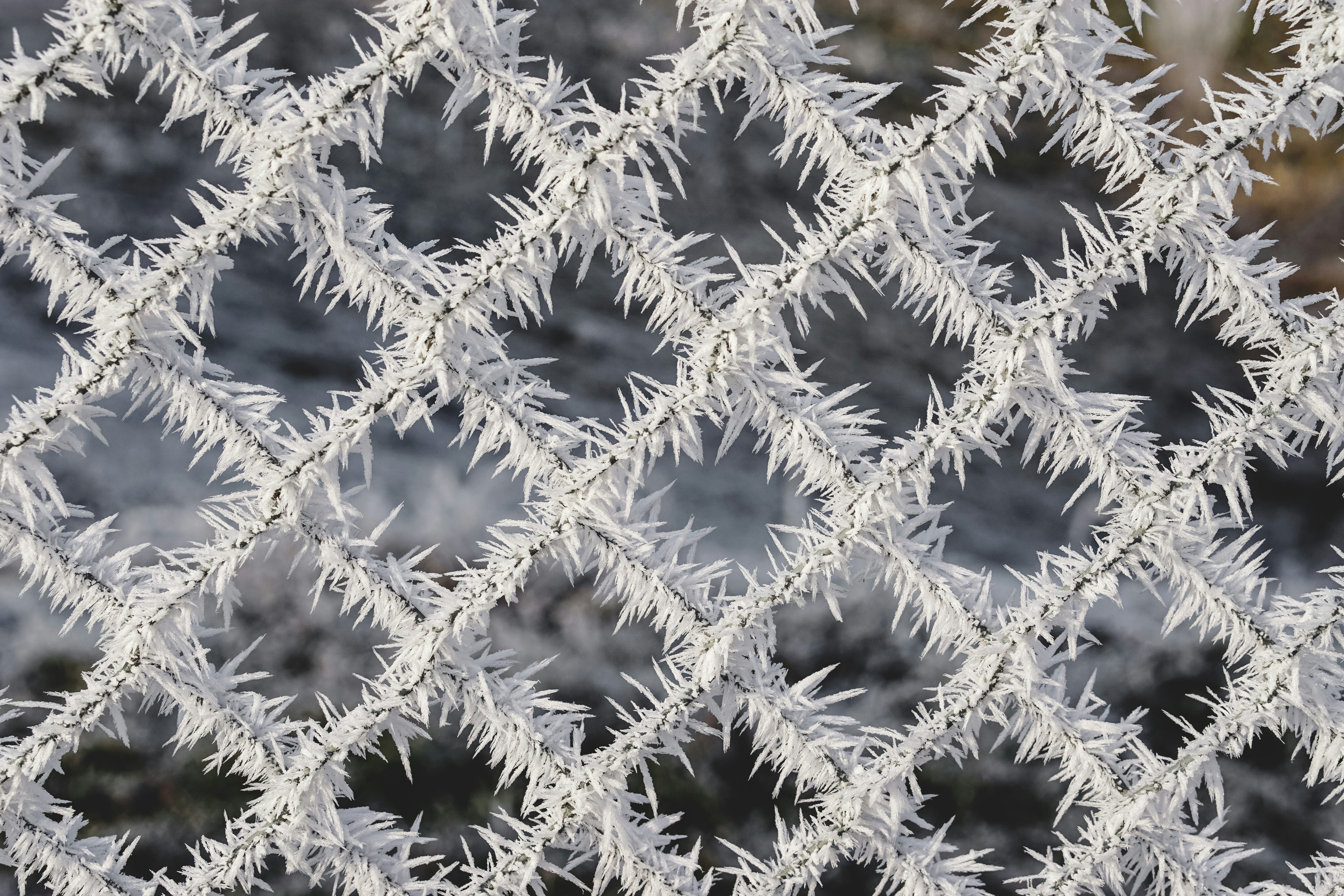 Intricate frost patterns adorning a lattice structure, showcasing nature's artistry in winter. The delicate ice formations create a striking visual contrast against the background.