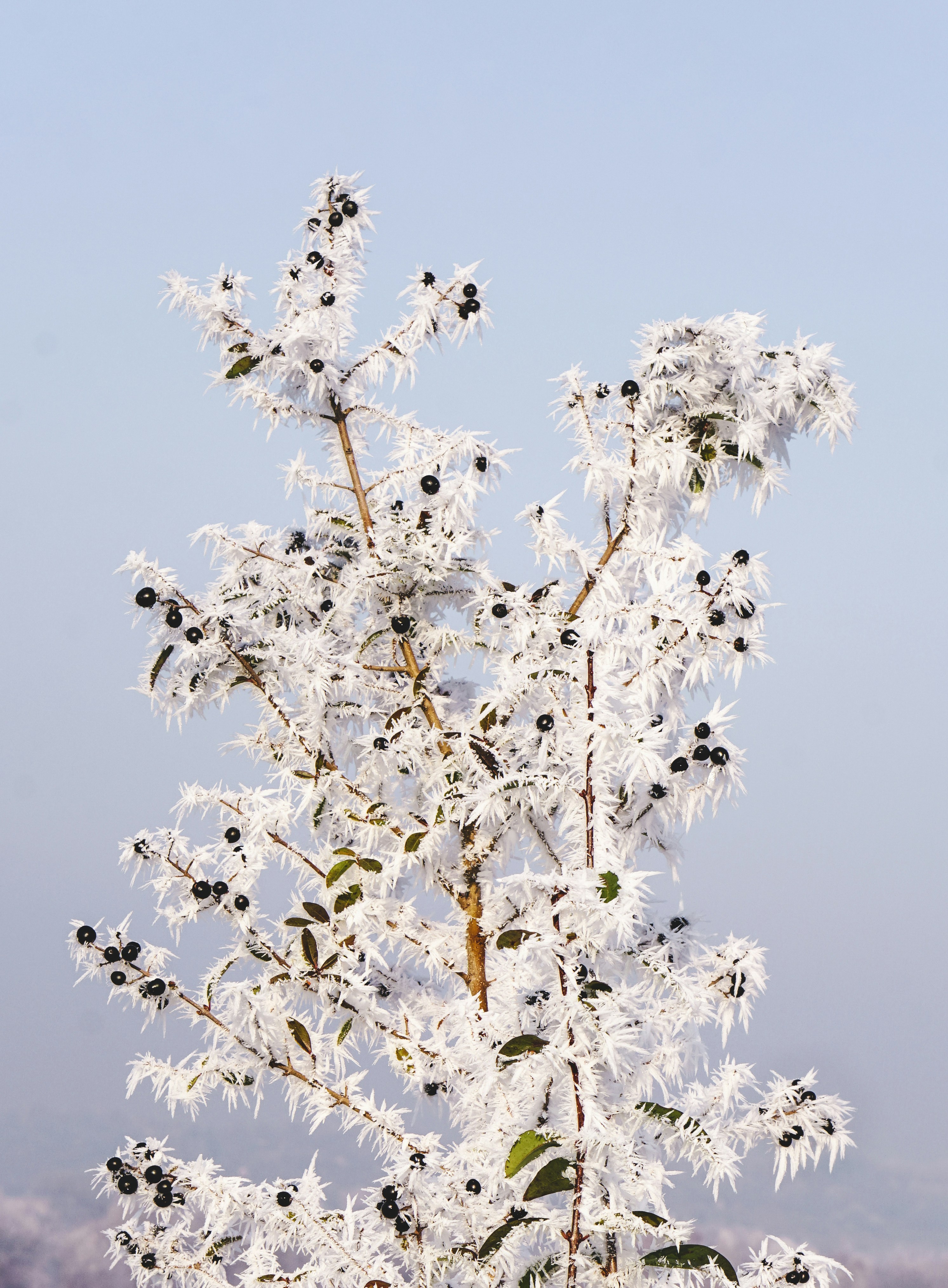 Photo by Anastasia Judt with Sony Alpha 6000