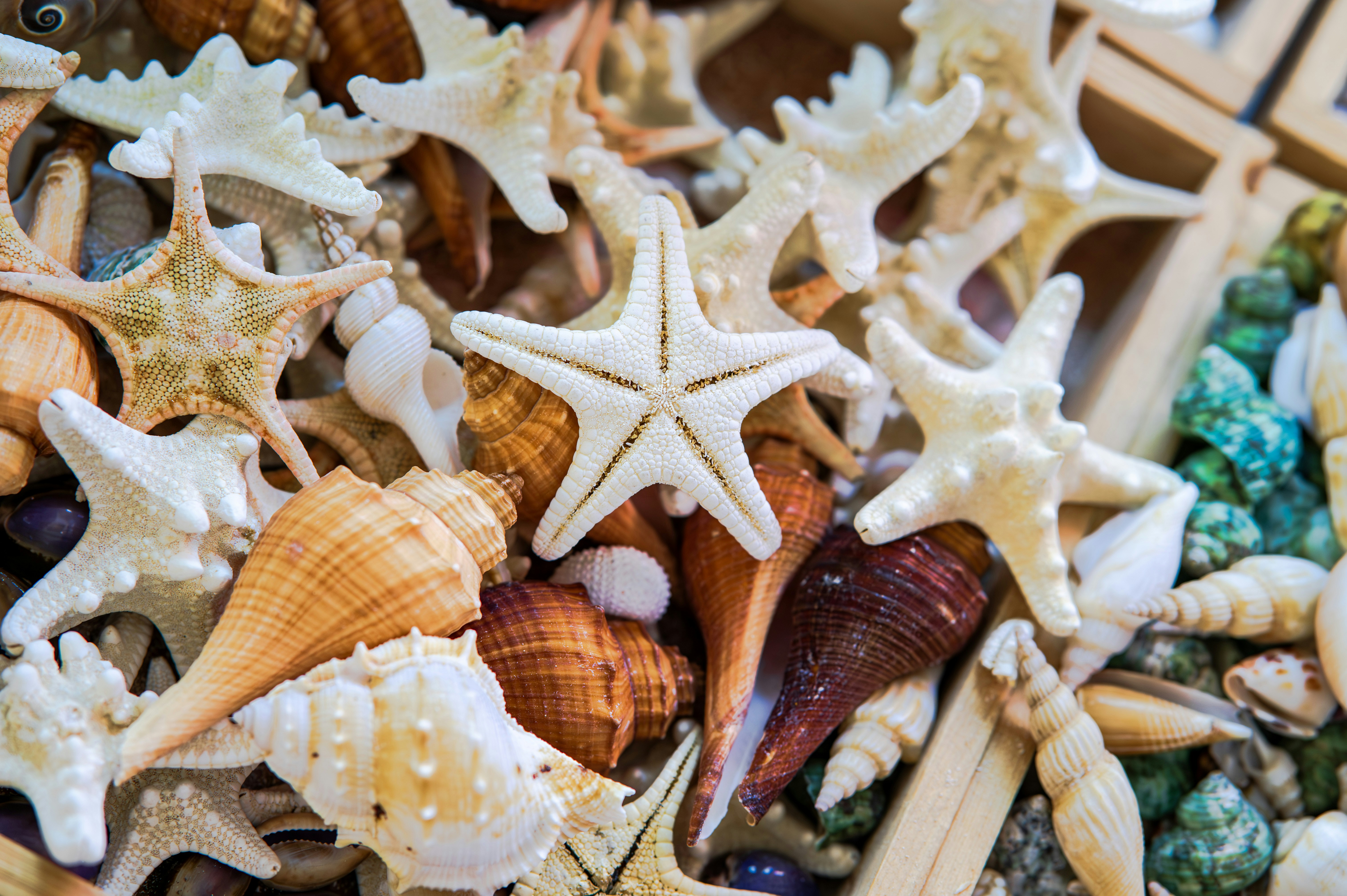 A box filled with lots of different types of seashells photo – Free ...