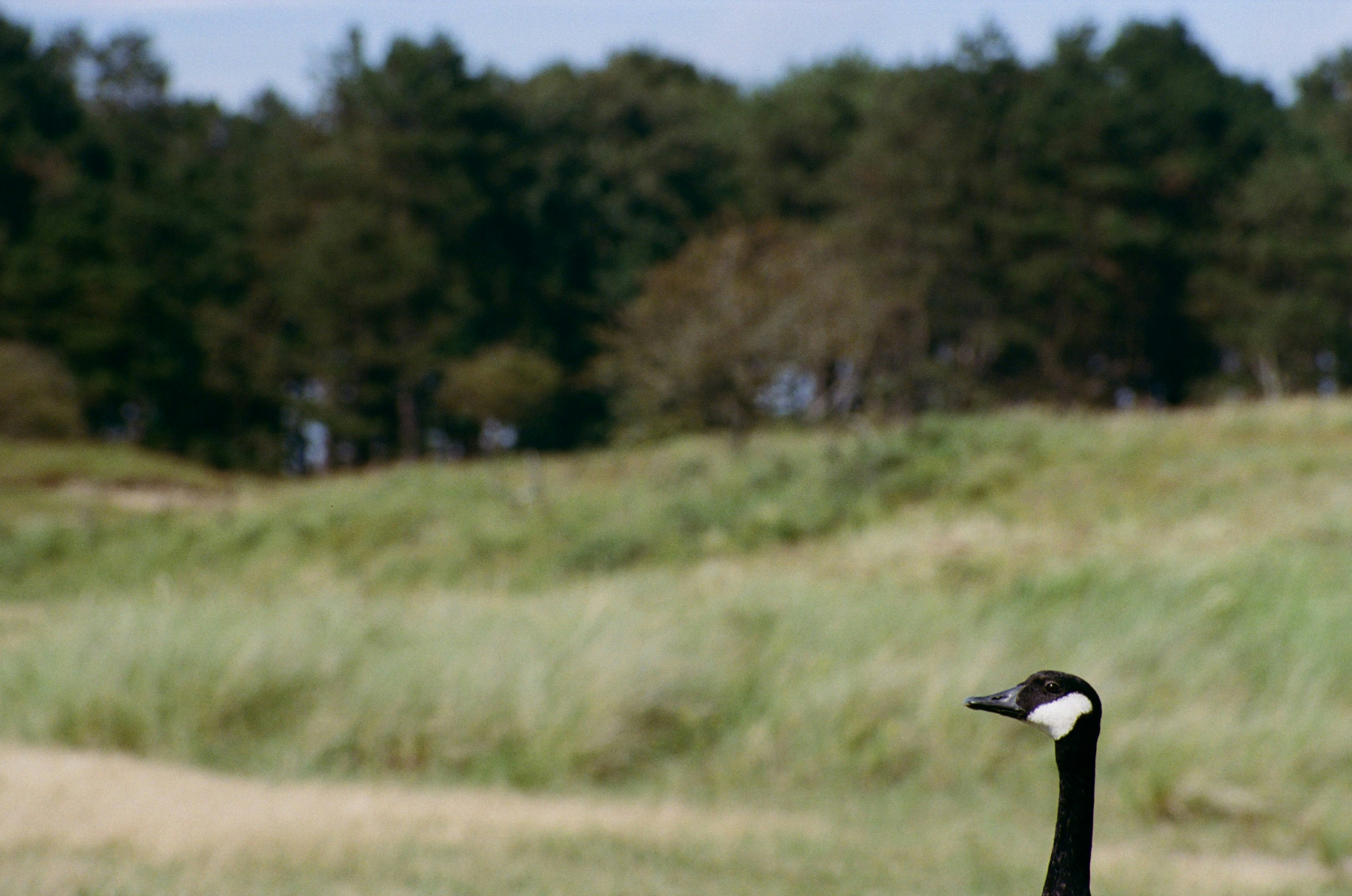 A lone goose at the edge of a sunlit meadow
