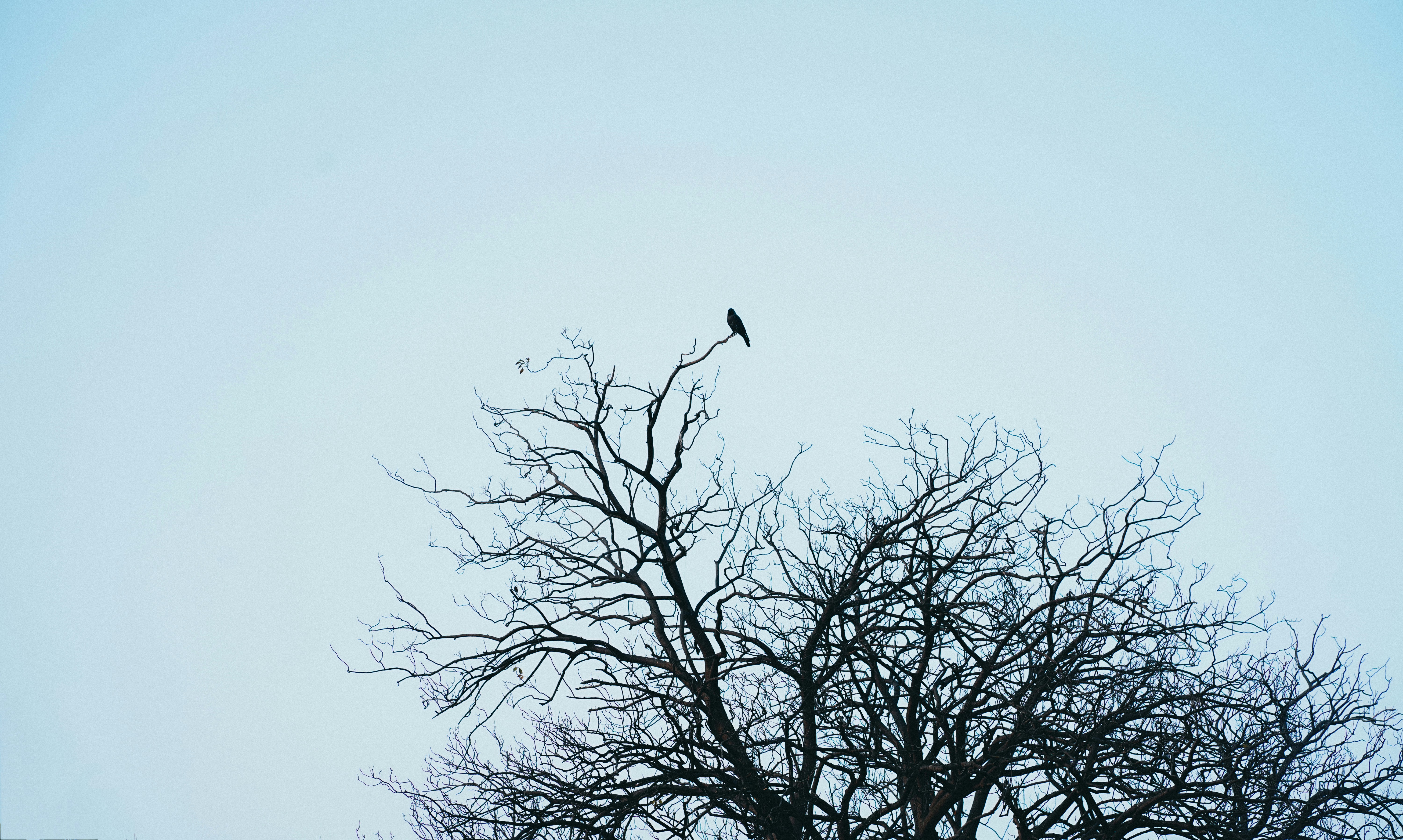 A tree with a bird sitting on top of it