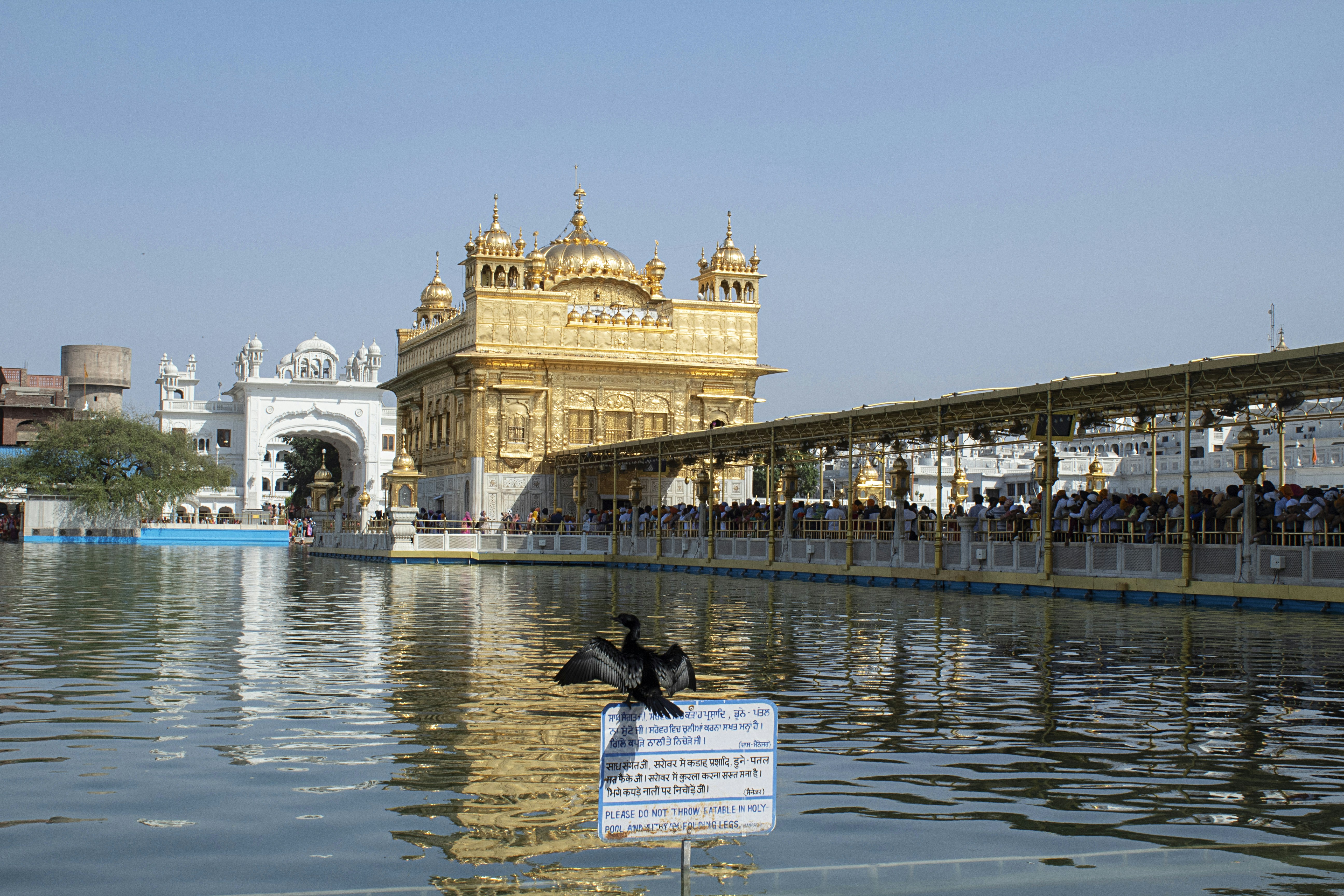 Golden Sanctuary: The Harmandir Sahib Reflected in the Amrit Sarovar