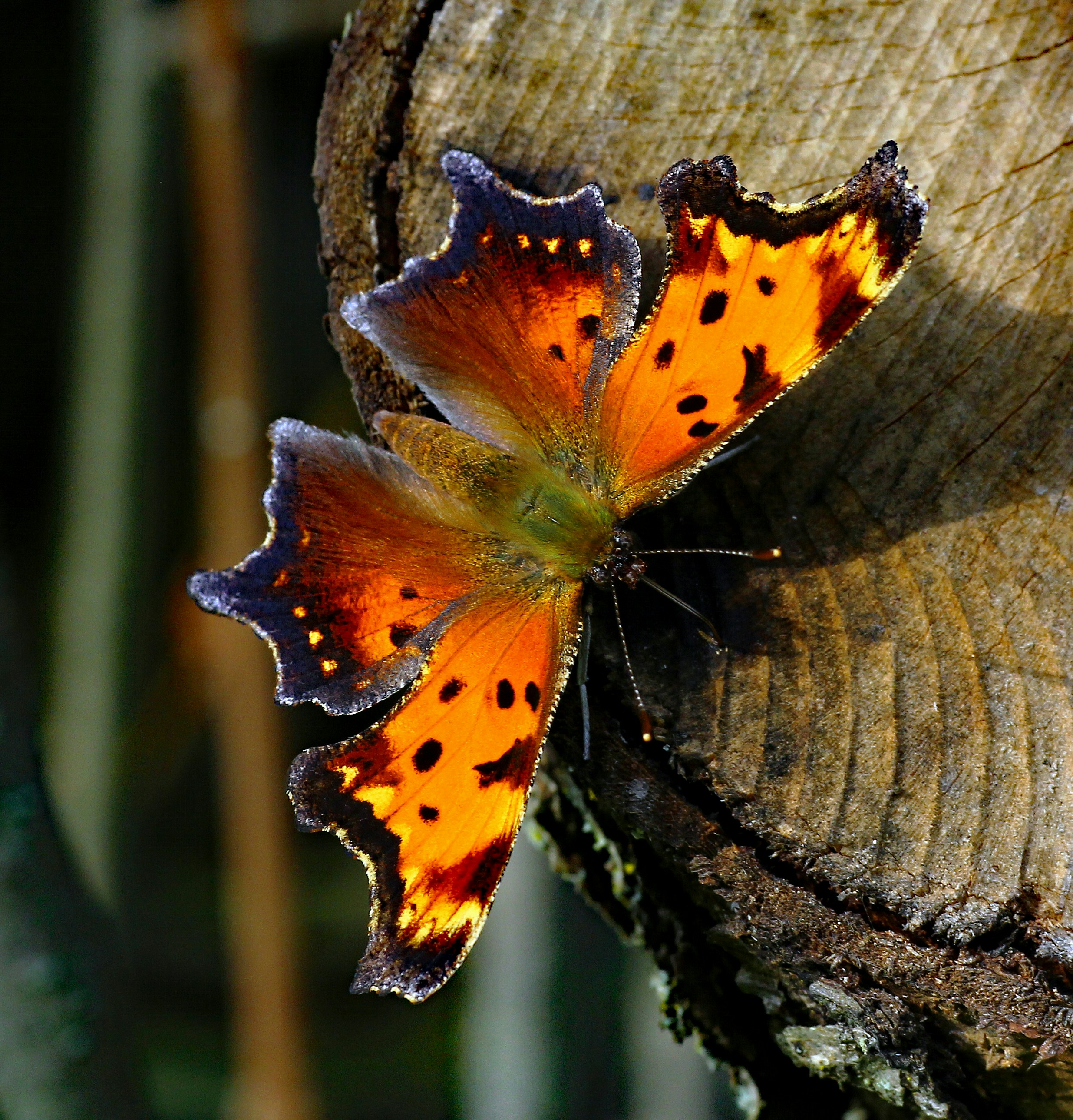 Sunlit Orange Butterfly Clinging to a Weathered Tree Stump