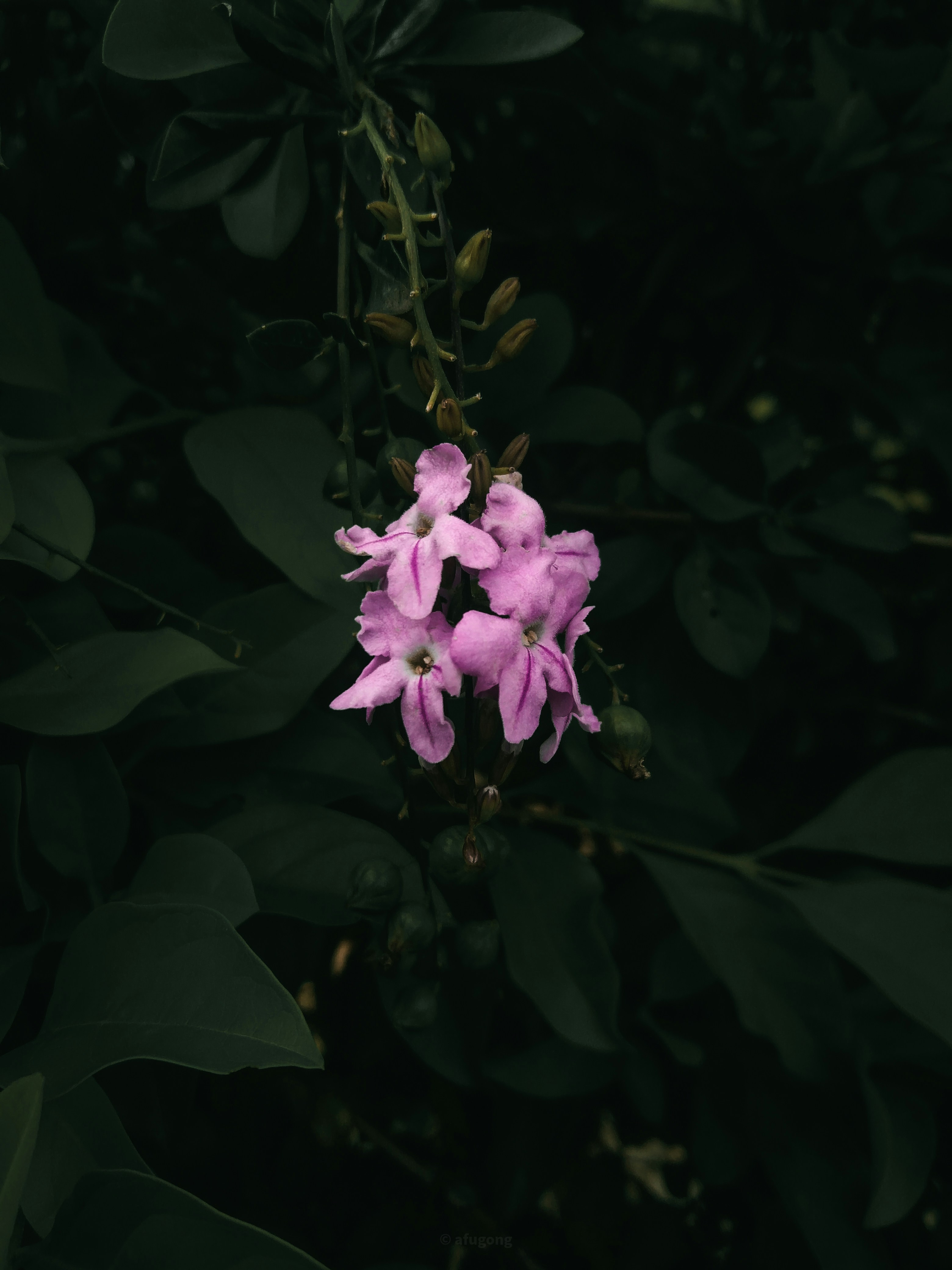 Photograph of a pink flower cluster against dark green foliage, centered to emphasize the delicate petals.