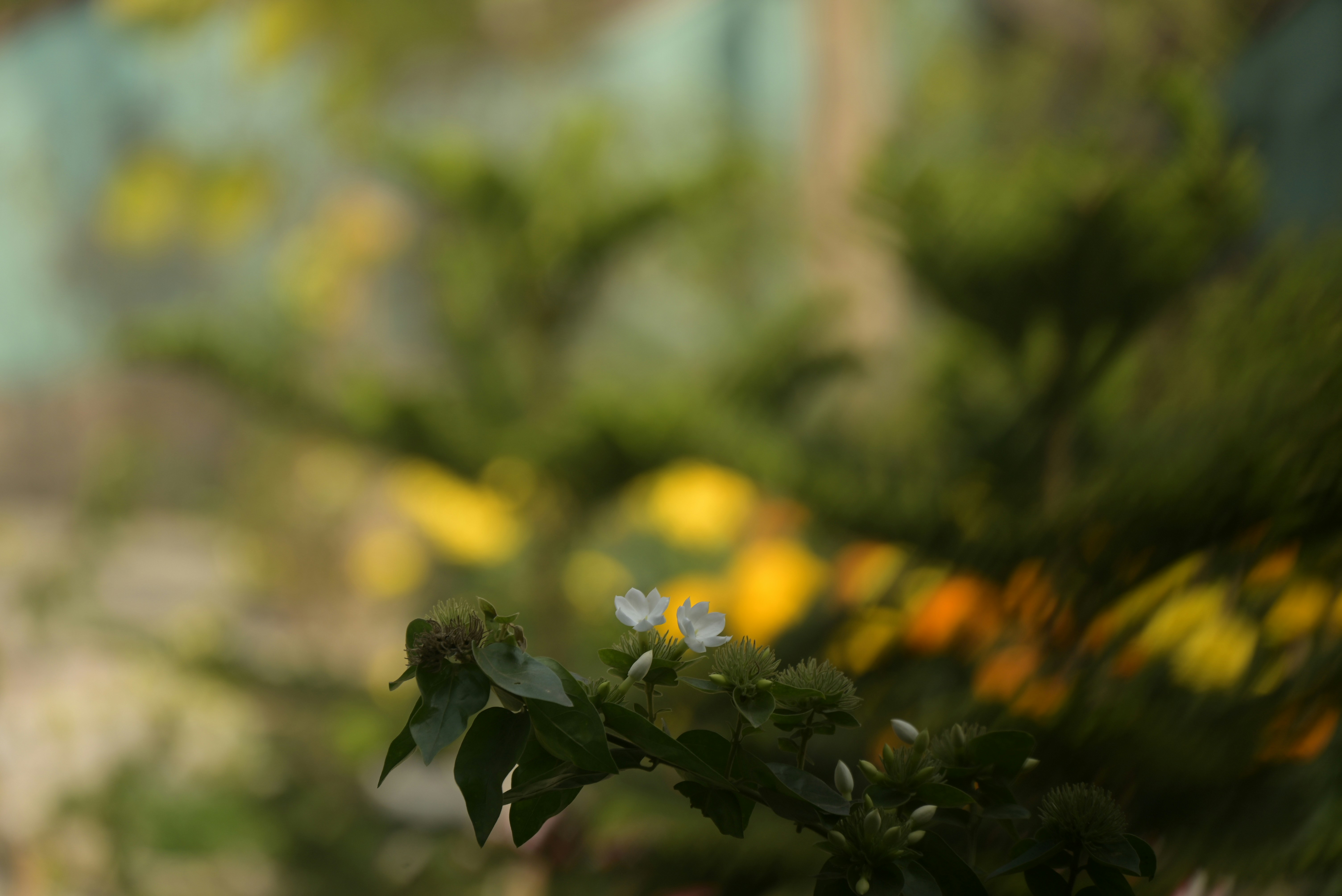 Photo by AJOY DAS with Nikon Z5