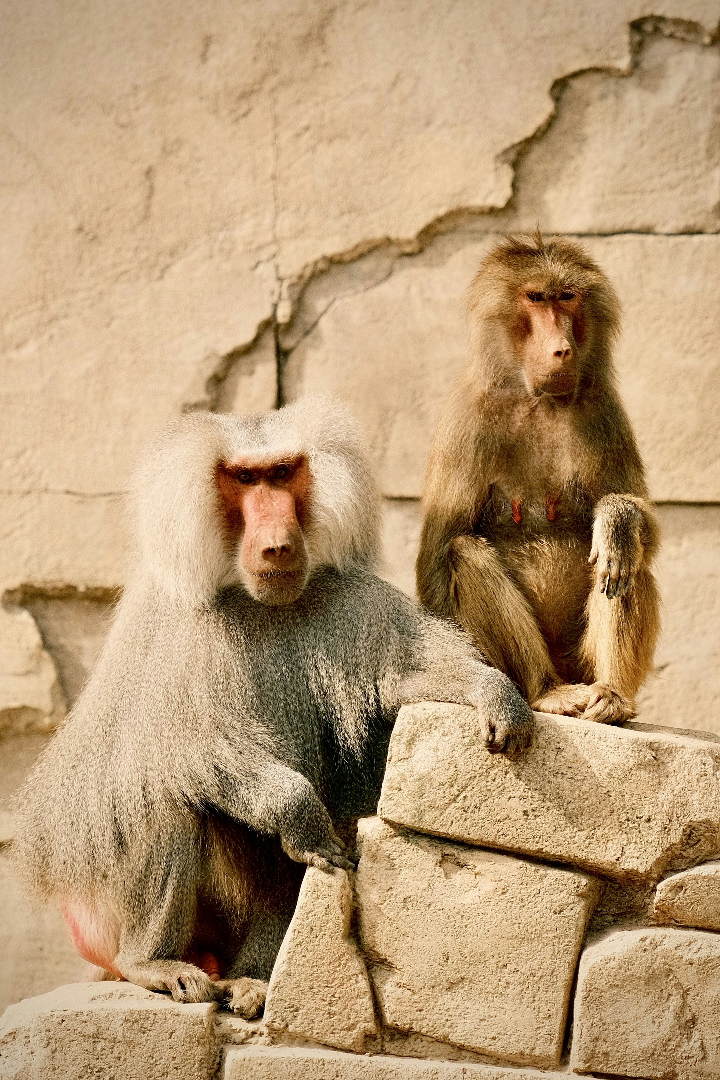 Stone-terrace Watchers: White-maned and Brown Baboons in Quiet Harmony