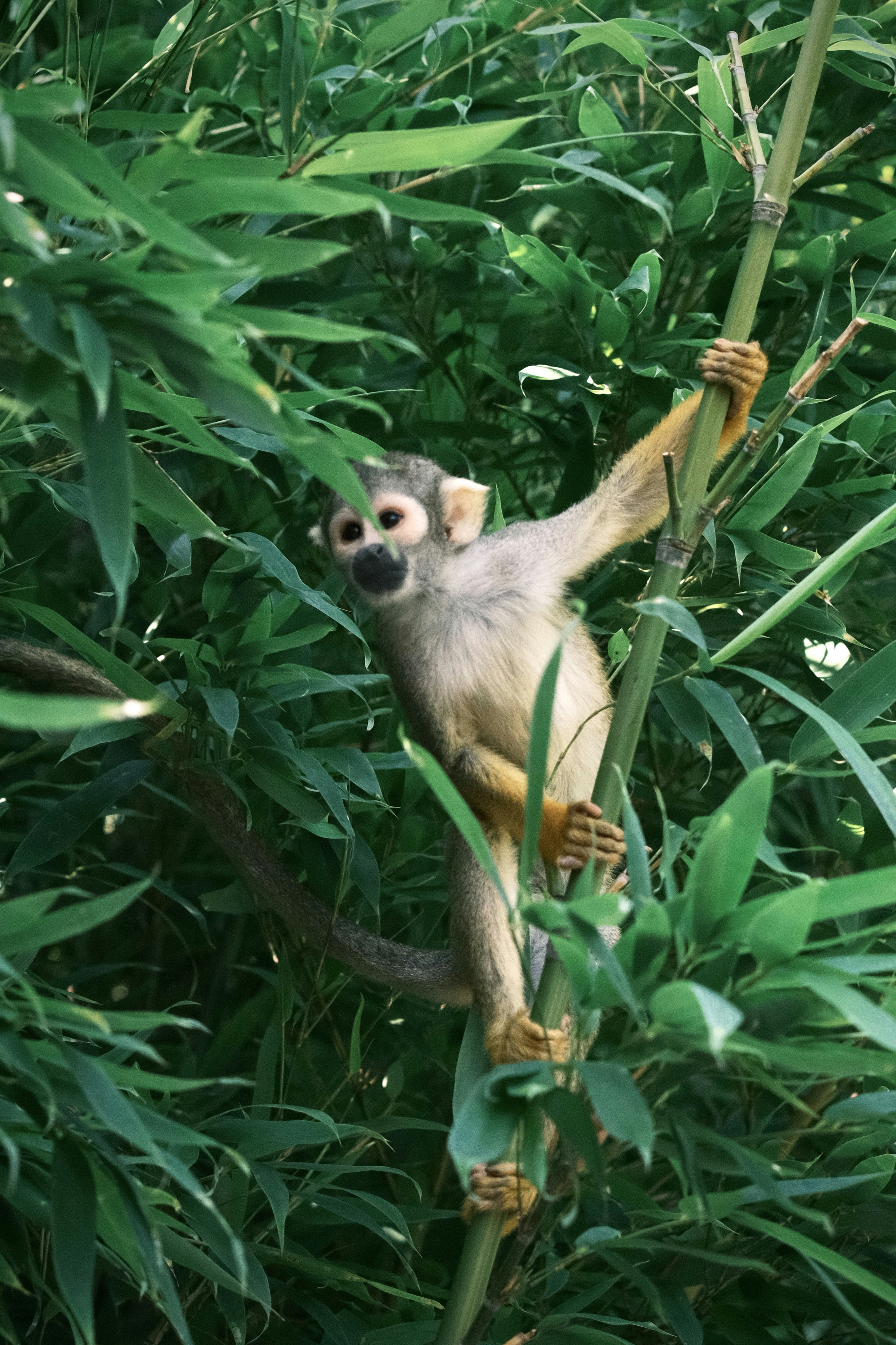 A monkey is climbing up a tree branch photo – Free Animal Image on Unsplash