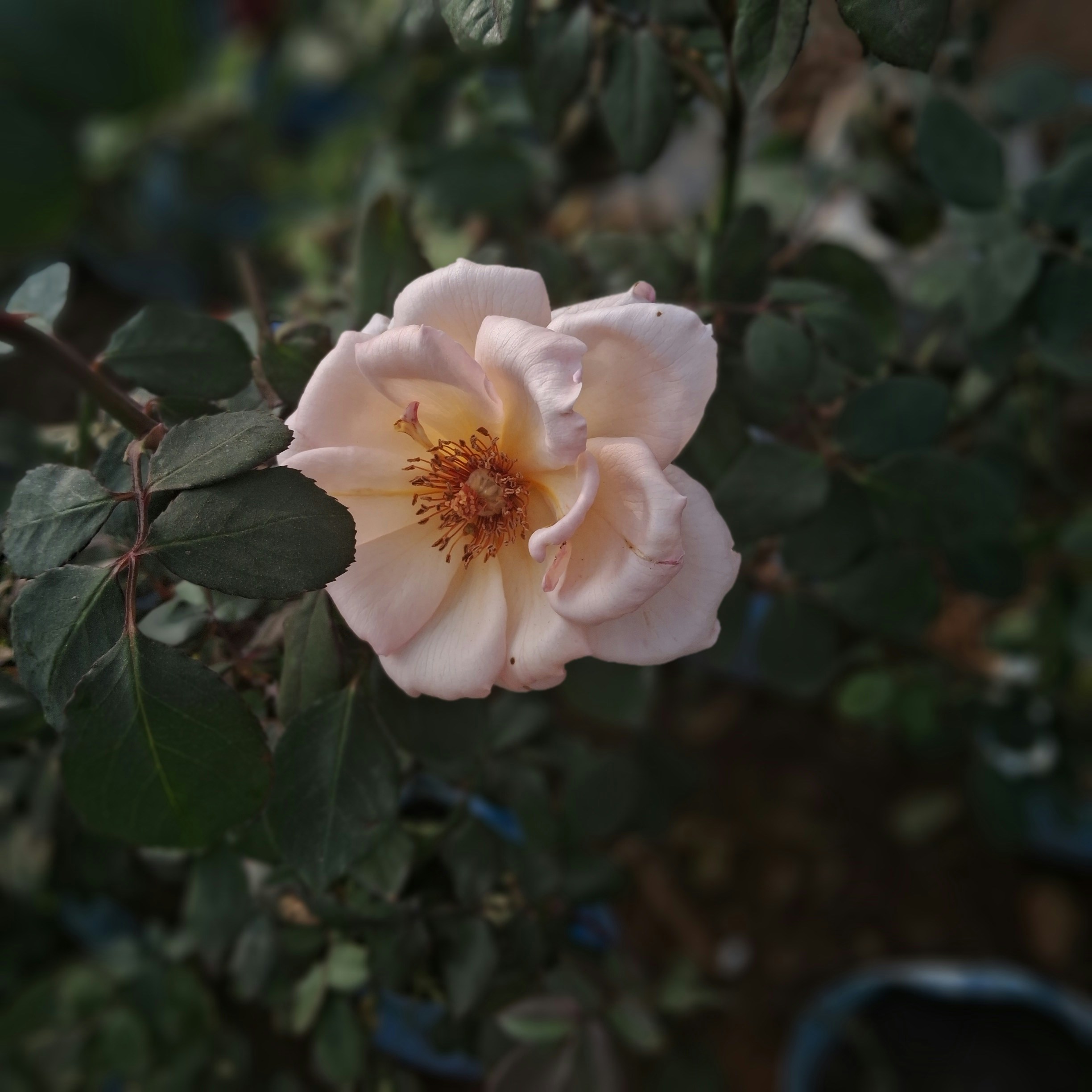 Powdered Rose in a Quiet Garden